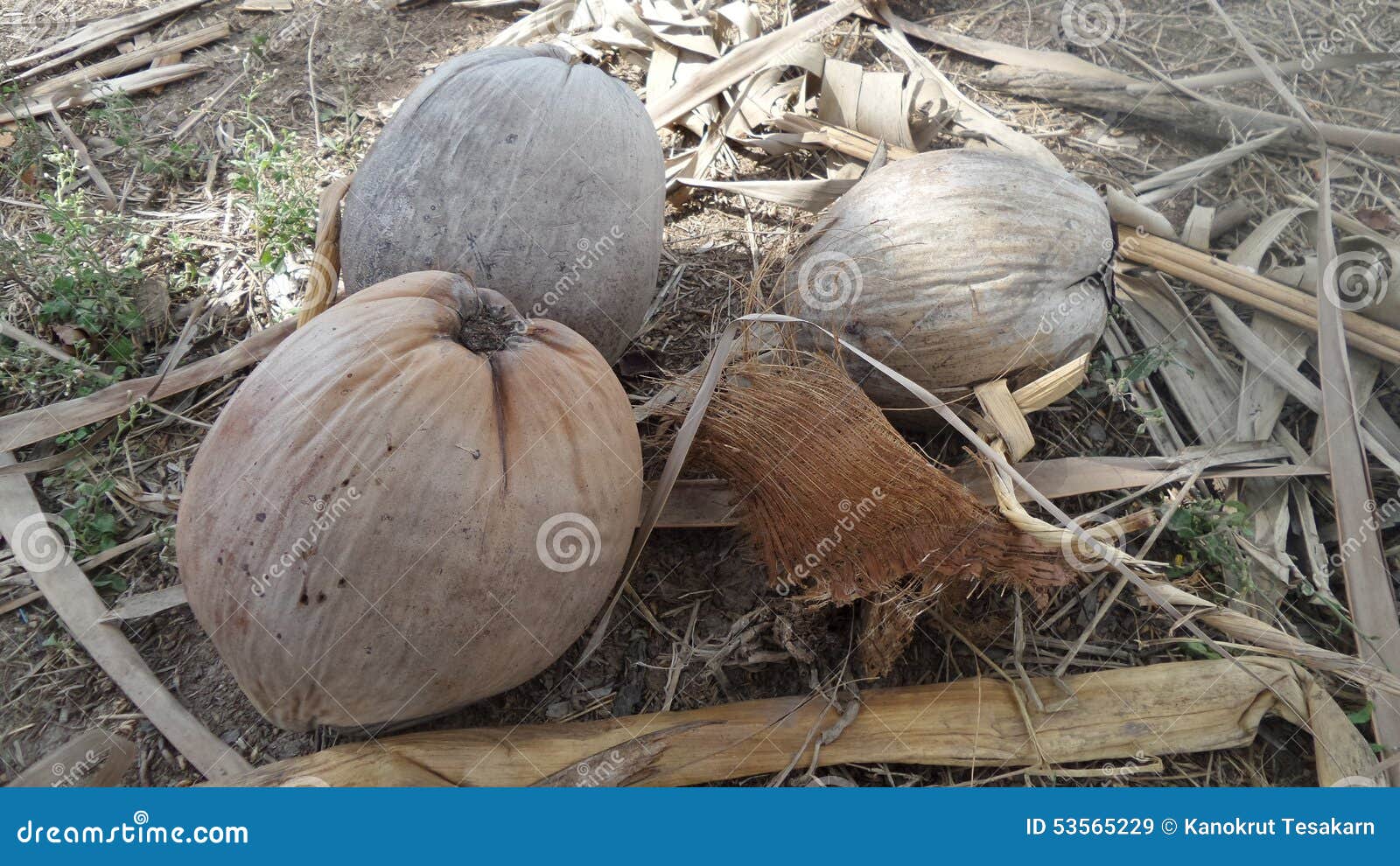 Falling Dried Coconut Under the Tree Stock Image - Image of reduction ...