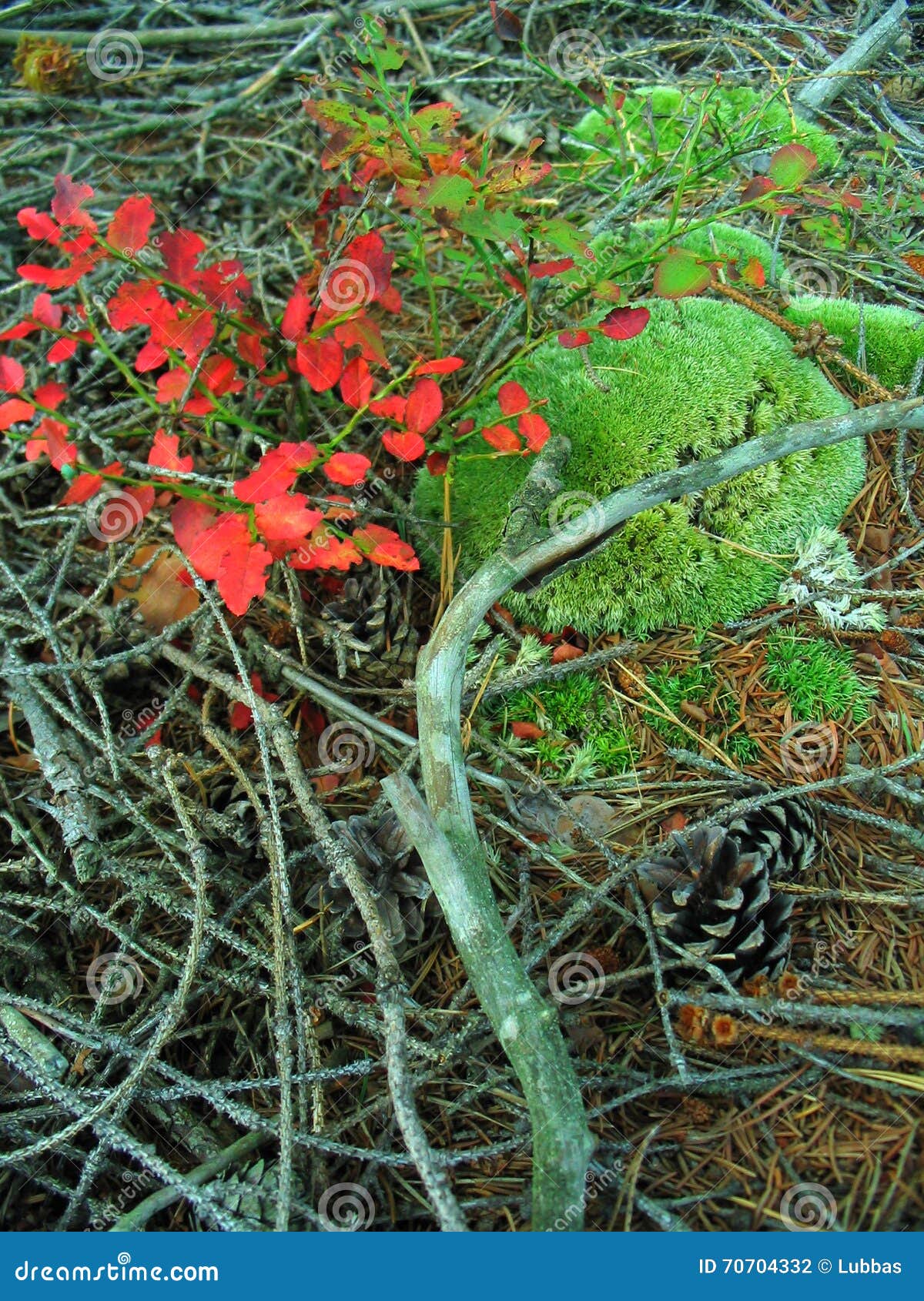 Falling Drop in the Garden Tank Stock Photo - Image of flower, cold ...