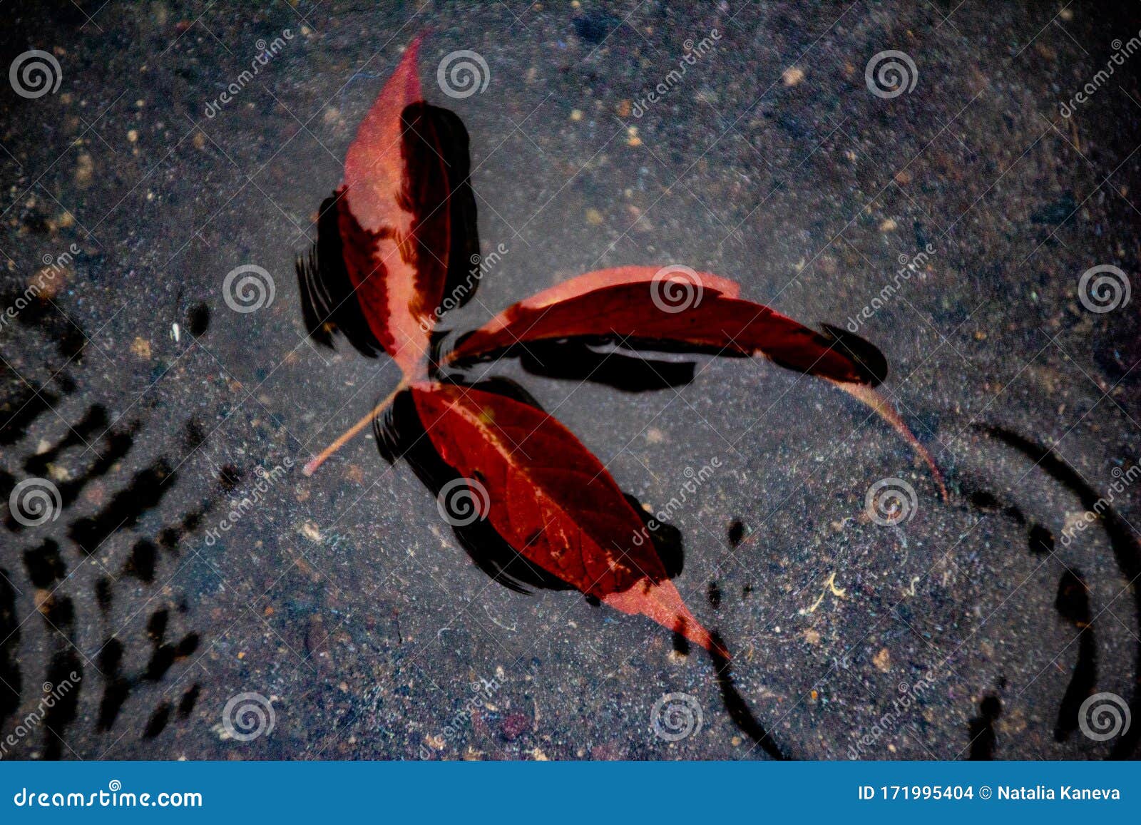 Falling Drop of Water in a Puddle Stock Photo - Image of bead ...