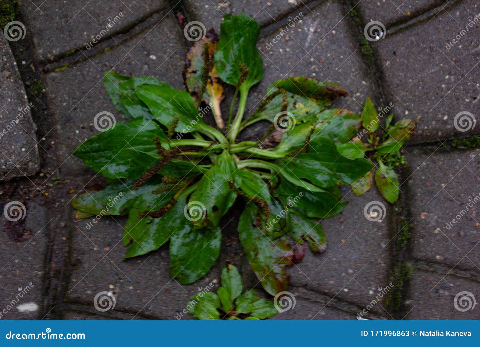 Falling Drop of Water in a Puddle Stock Image - Image of bead, creating ...