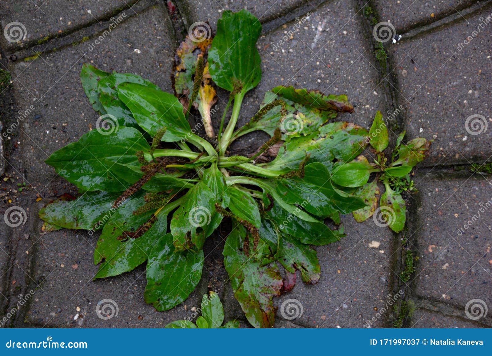 Falling Drop of Water in a Puddle Stock Image - Image of puddle, water ...