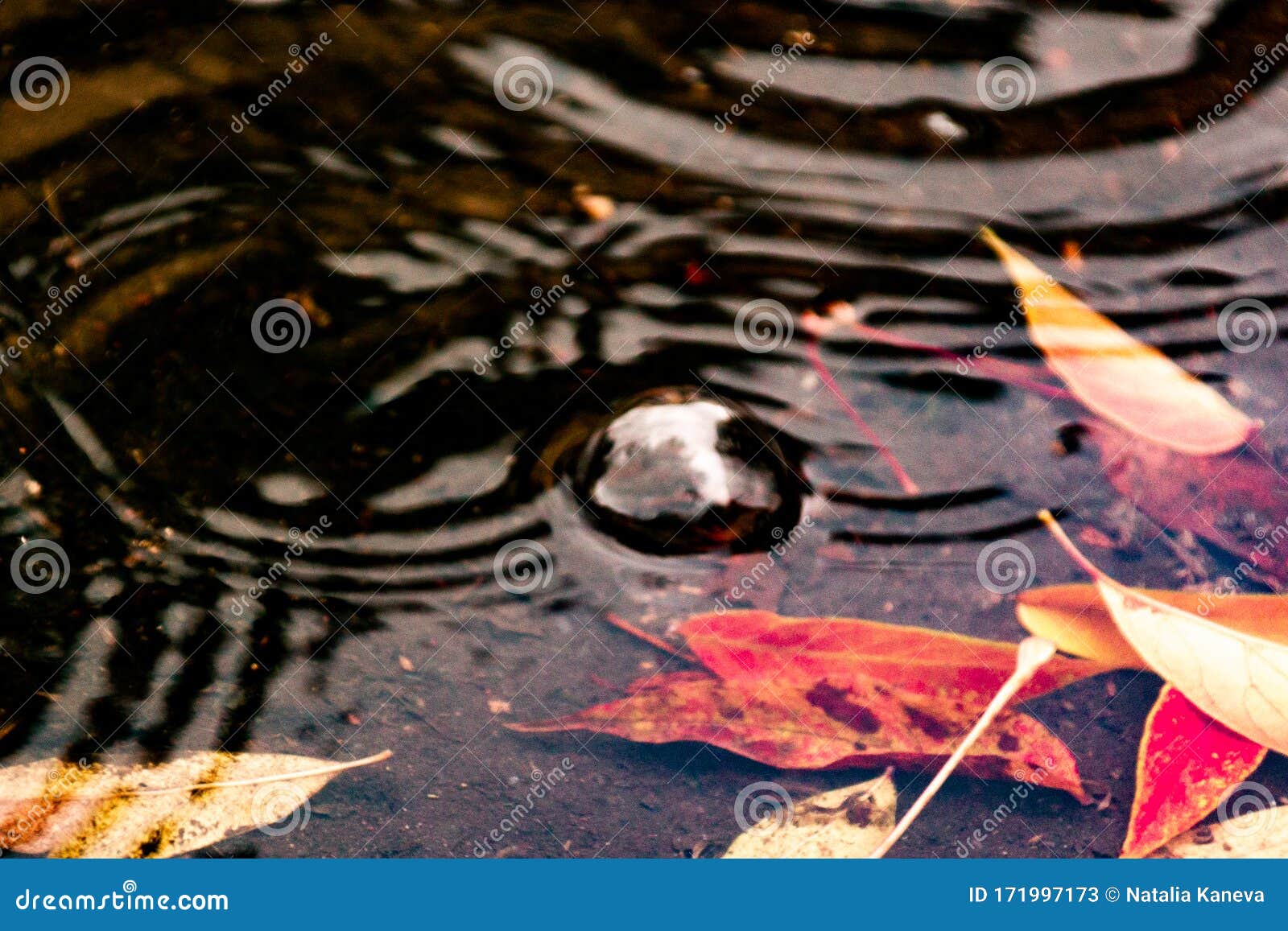 Falling Drop of Water in a Puddle Stock Image - Image of bead, droplet ...