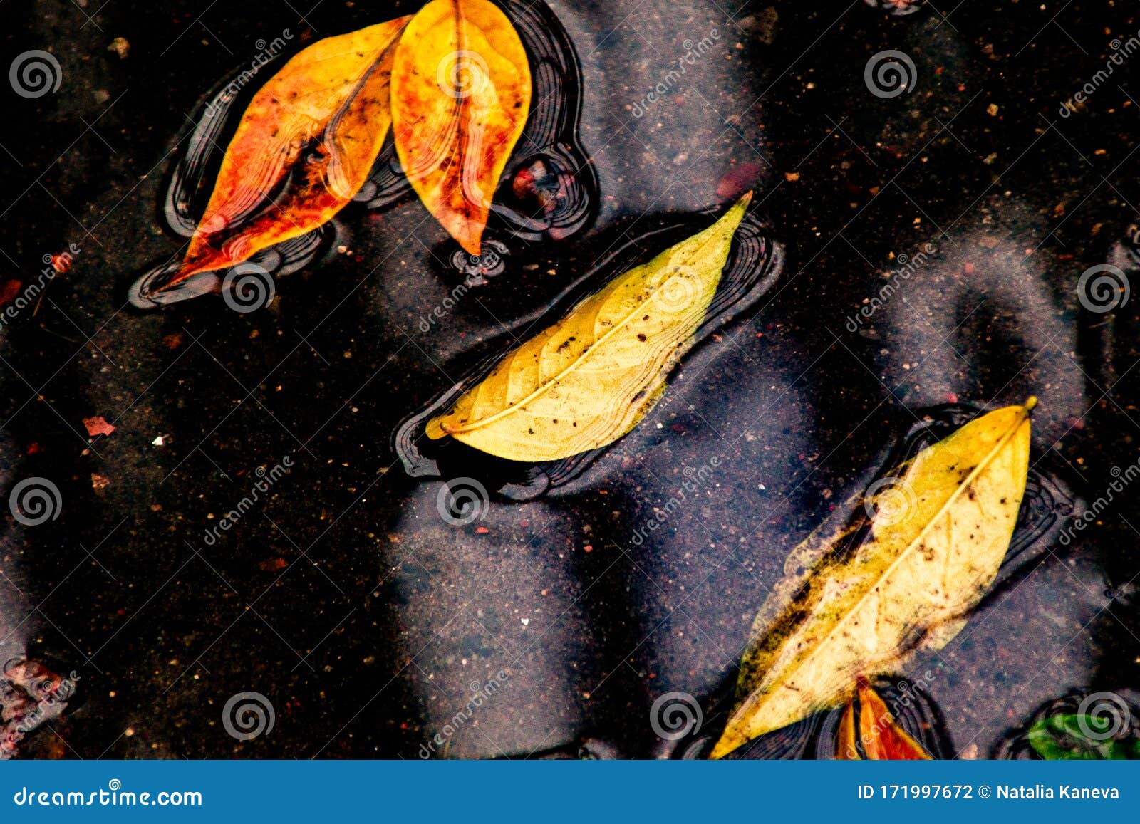 Falling Drop of Water in a Puddle Stock Photo - Image of splash ...