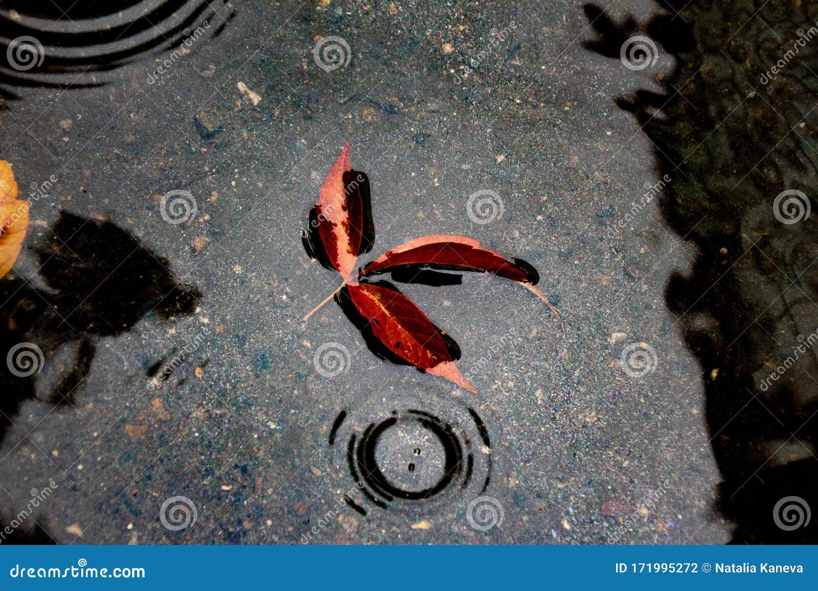 Falling Drop of Water in a Puddle Stock Photo - Image of droplet ...