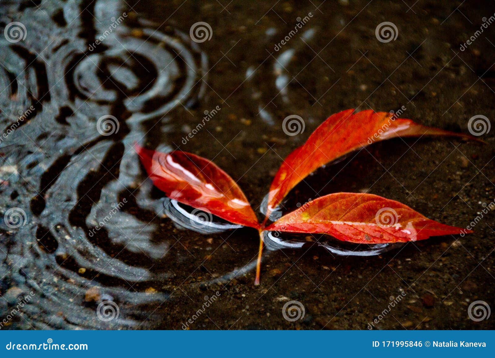 Falling Drop of Water in a Puddle Stock Photo - Image of falling ...