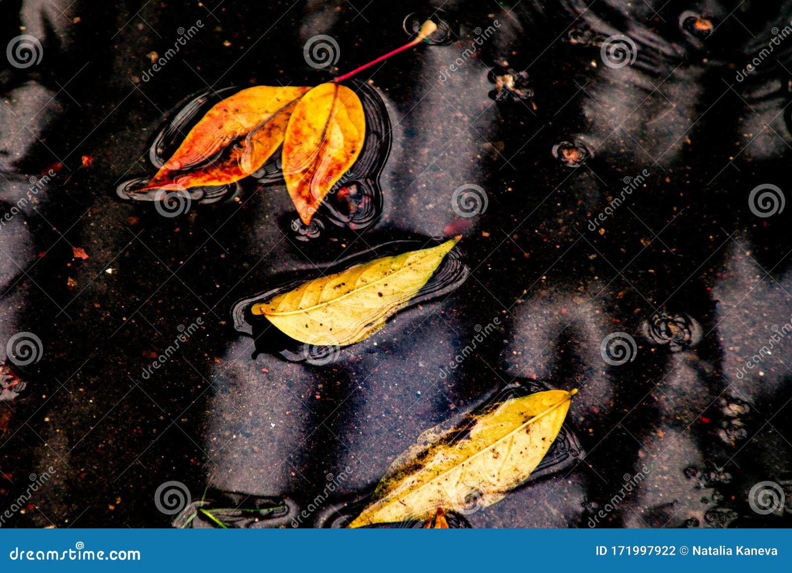 Falling Drop of Water in a Puddle Stock Photo - Image of puddle, water ...
