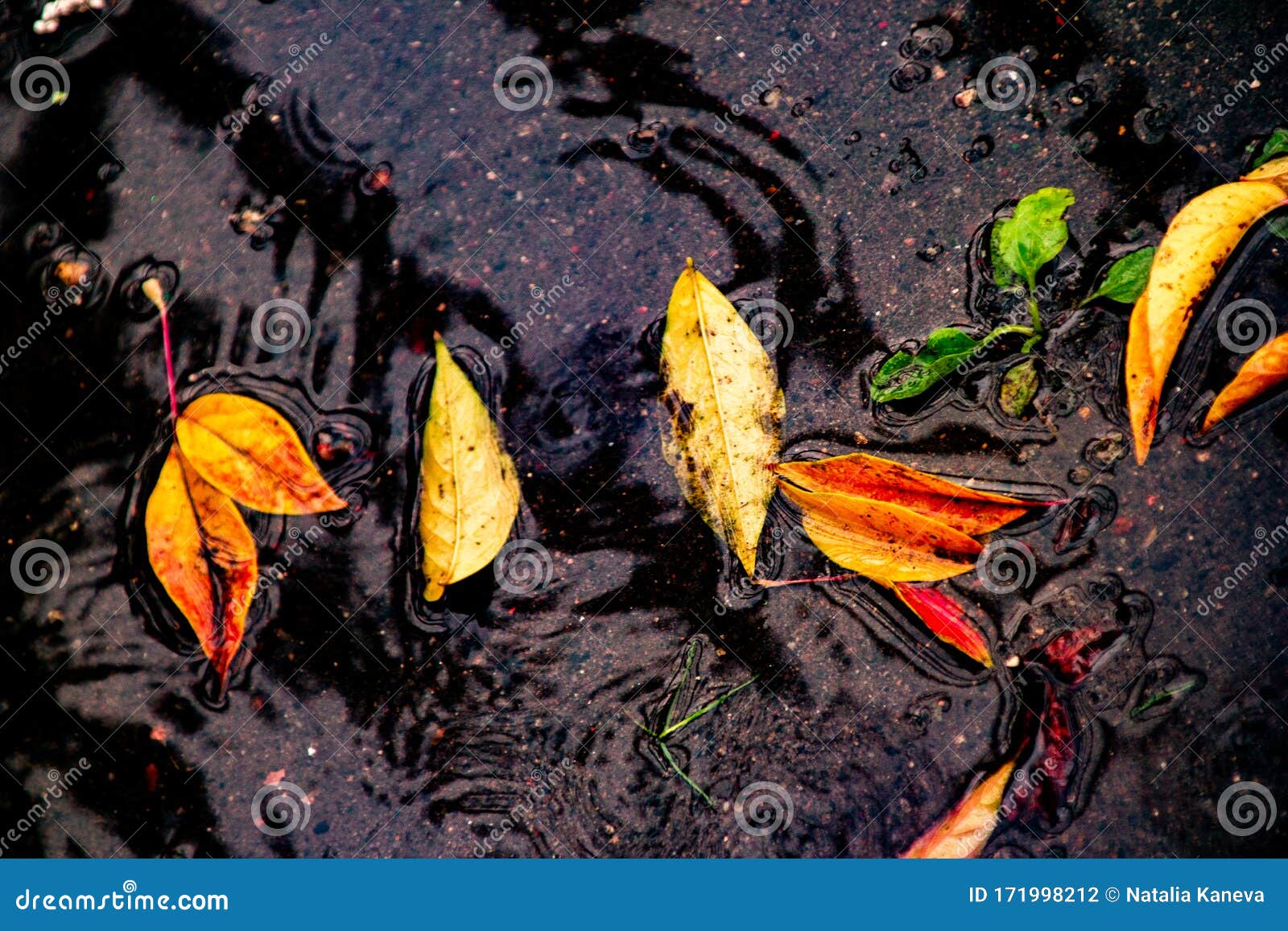 Falling Drop of Water in a Puddle Stock Photo - Image of blob, falling ...
