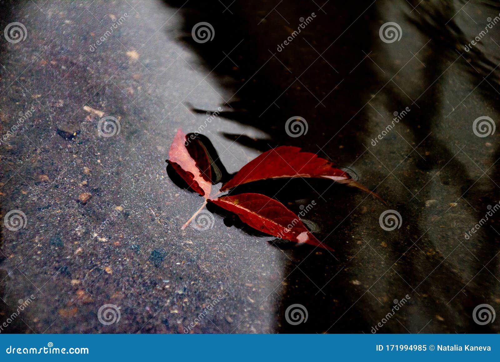 Falling Drop of Water in a Puddle Stock Image - Image of splash, bead ...