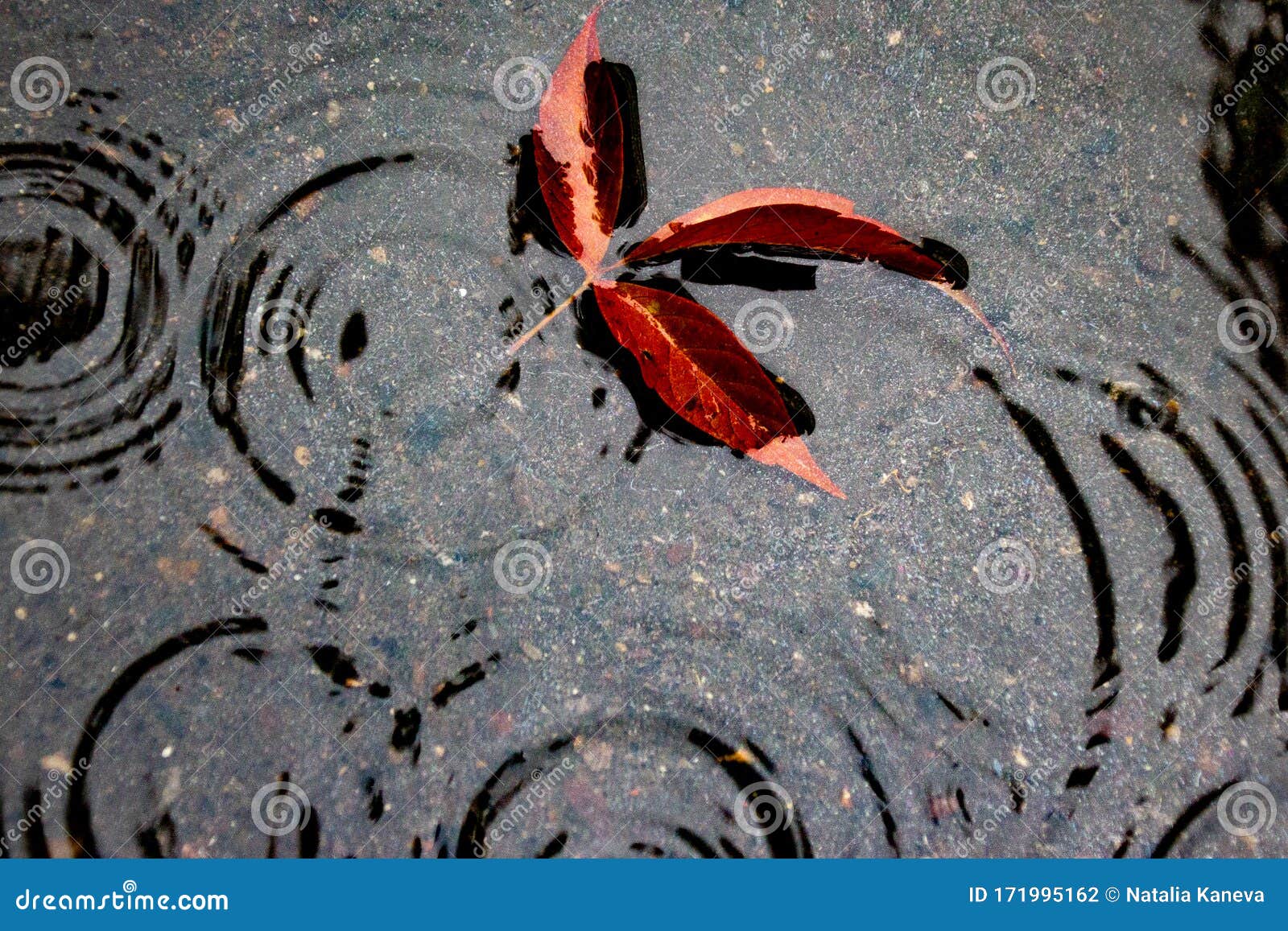 Falling Drop of Water in a Puddle Stock Photo - Image of falling, bead ...