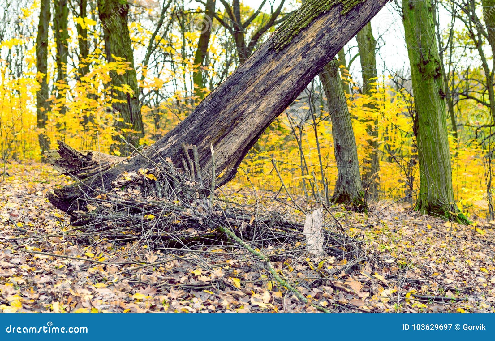 Falling Dry Old Oak Tree in the Forest Stock Image - Image of rotten ...