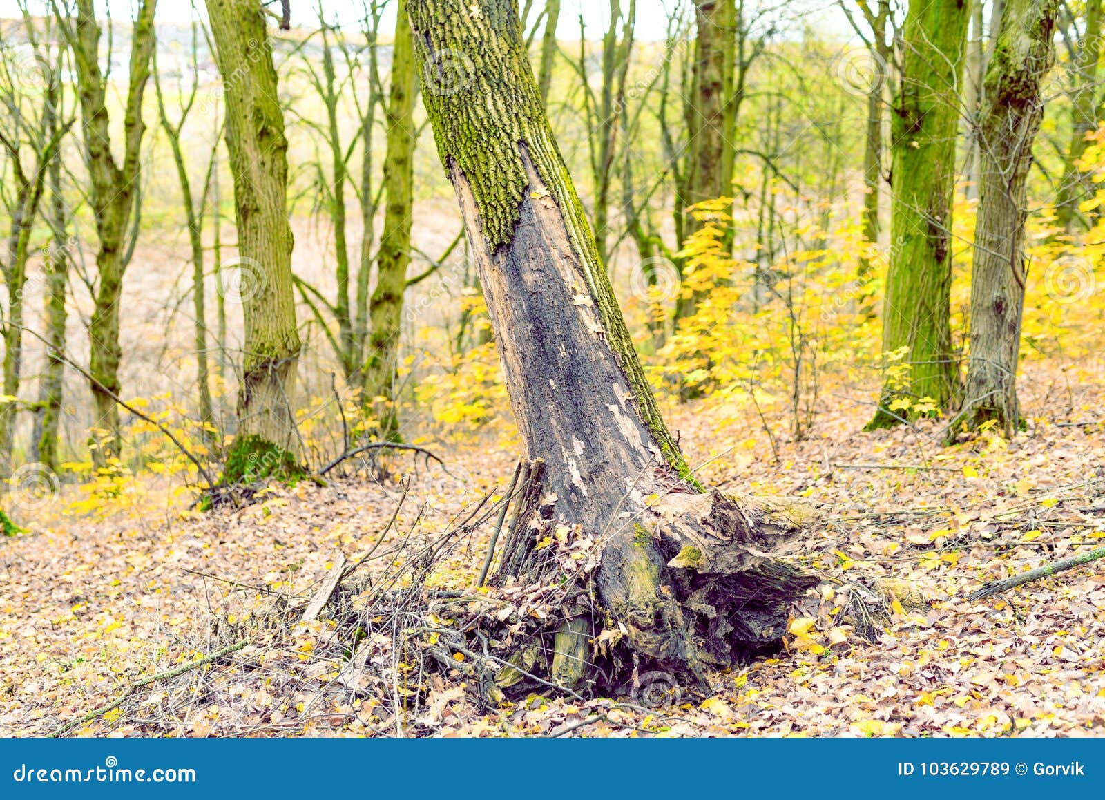 Falling Dry Old Oak Tree in the Forest Stock Image - Image of branches ...