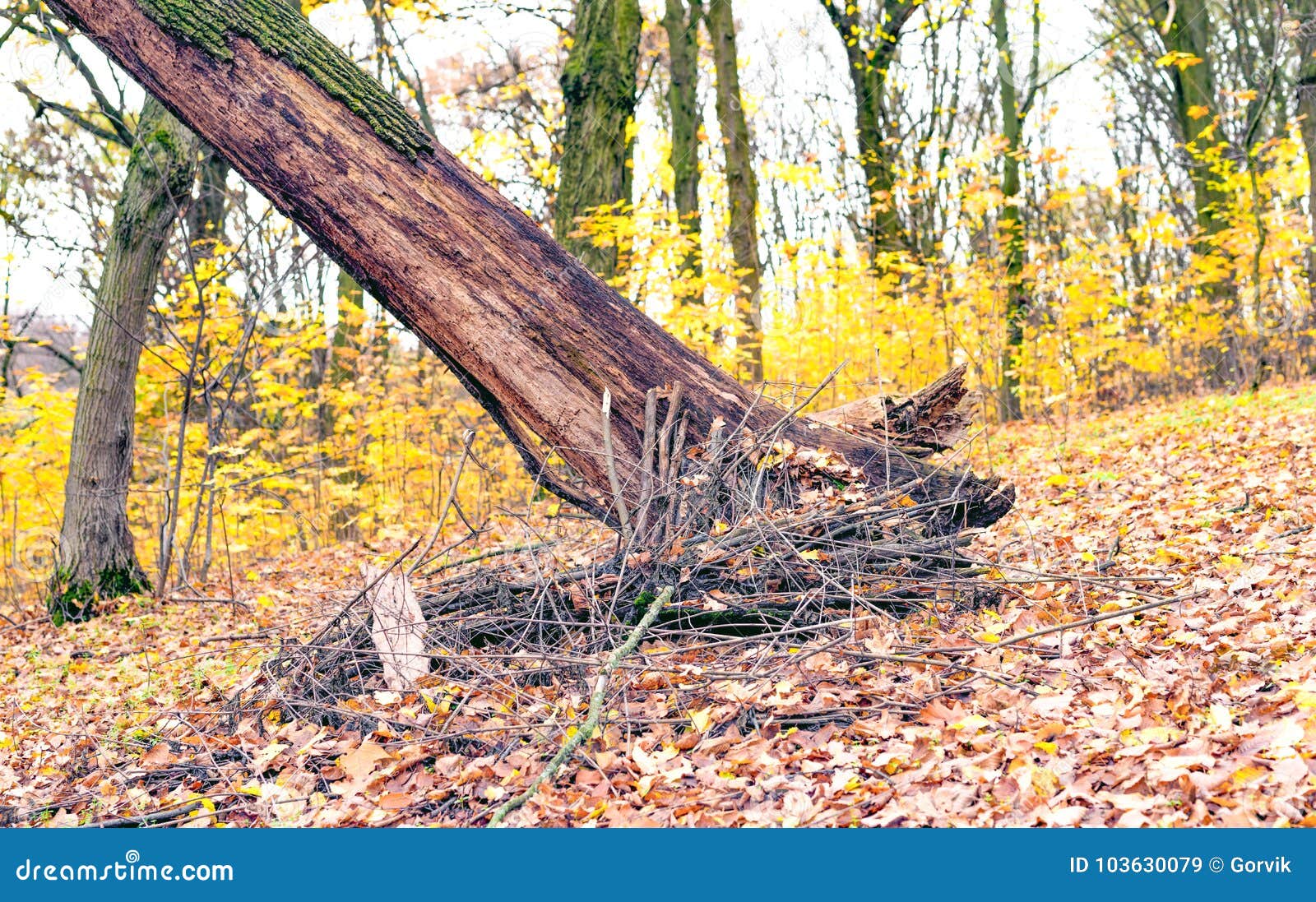 Falling Dry Old Oak Tree in the Forest Stock Image - Image of forest ...