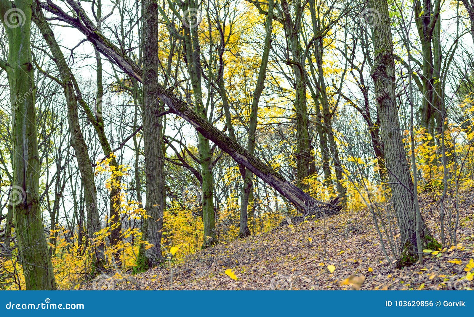 Falling Dry Old Oak Tree in the Forest Stock Photo - Image of ...