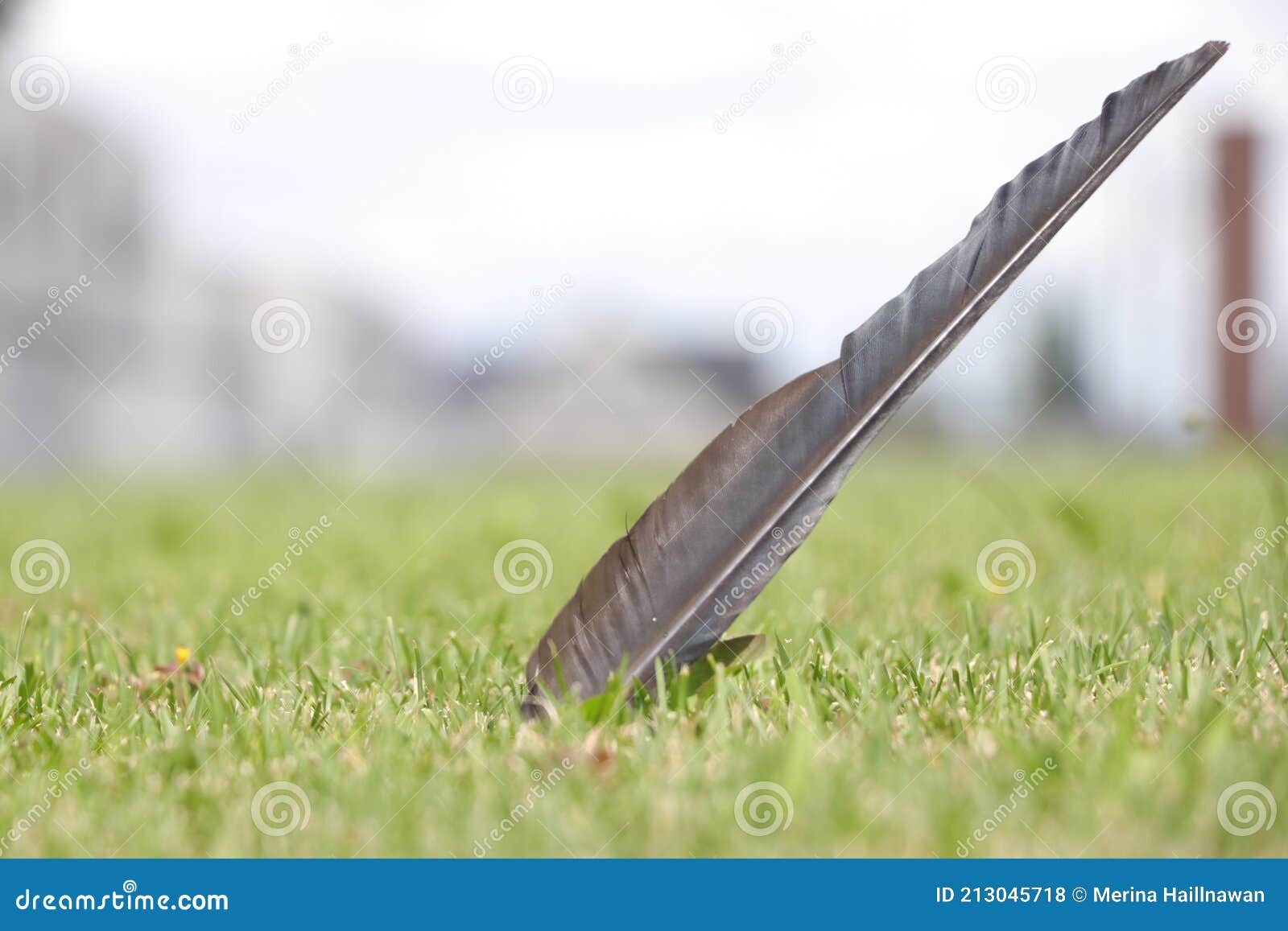 Falling Feather of Birds in the Summer Stock Photo - Image of feather ...