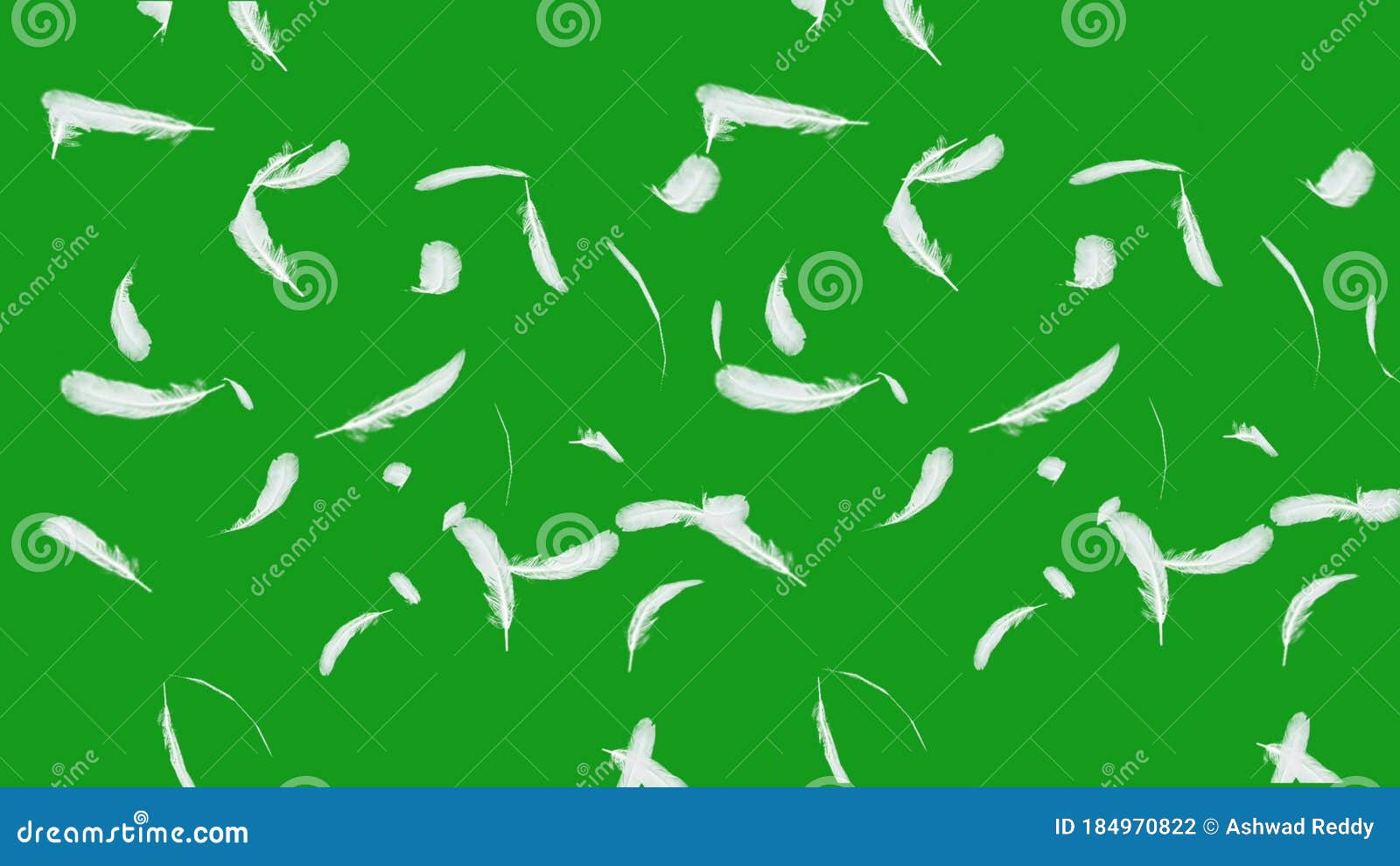 Falling Feathers with Green Screen Background Stock Footage - Video of ...