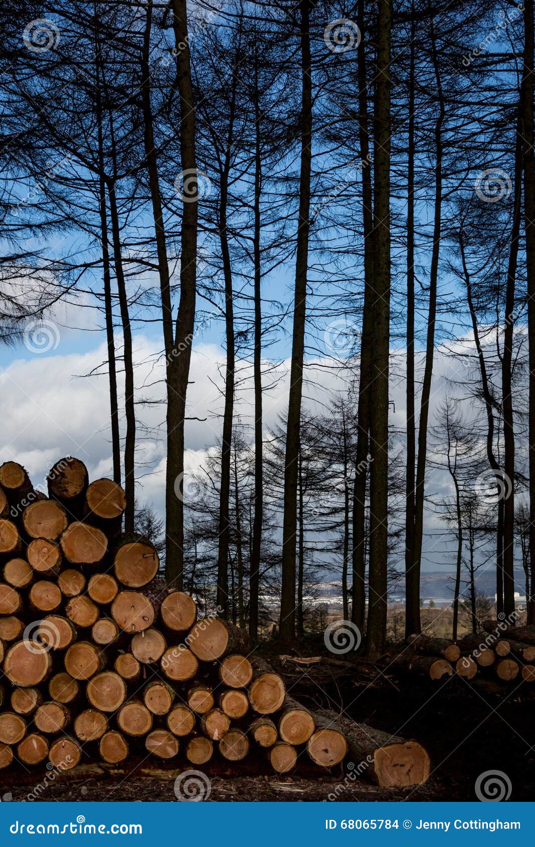Falling, Felling Logs in Forest, with Pile of Cut Logs and Edge of Wood ...