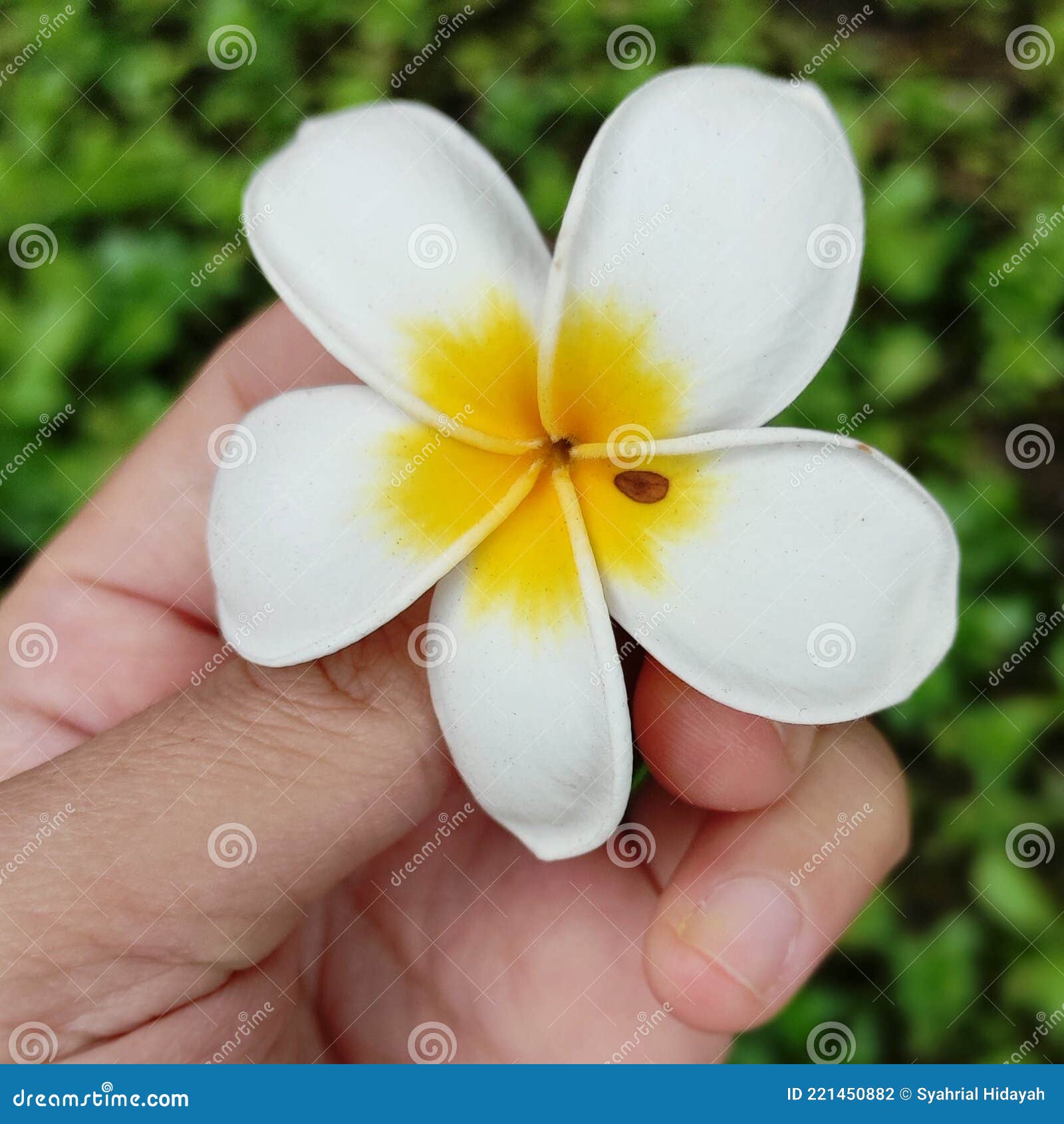 Falling Flower in the Garden Stock Photo - Image of garden, bright ...