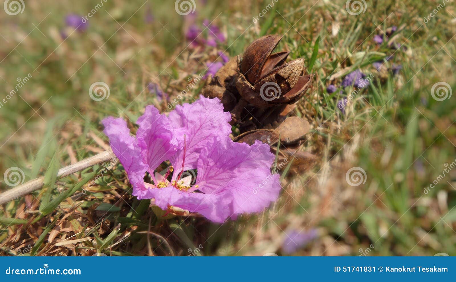 Falling Fliwer Stock Photos - Free & Royalty-Free Stock Photos from ...