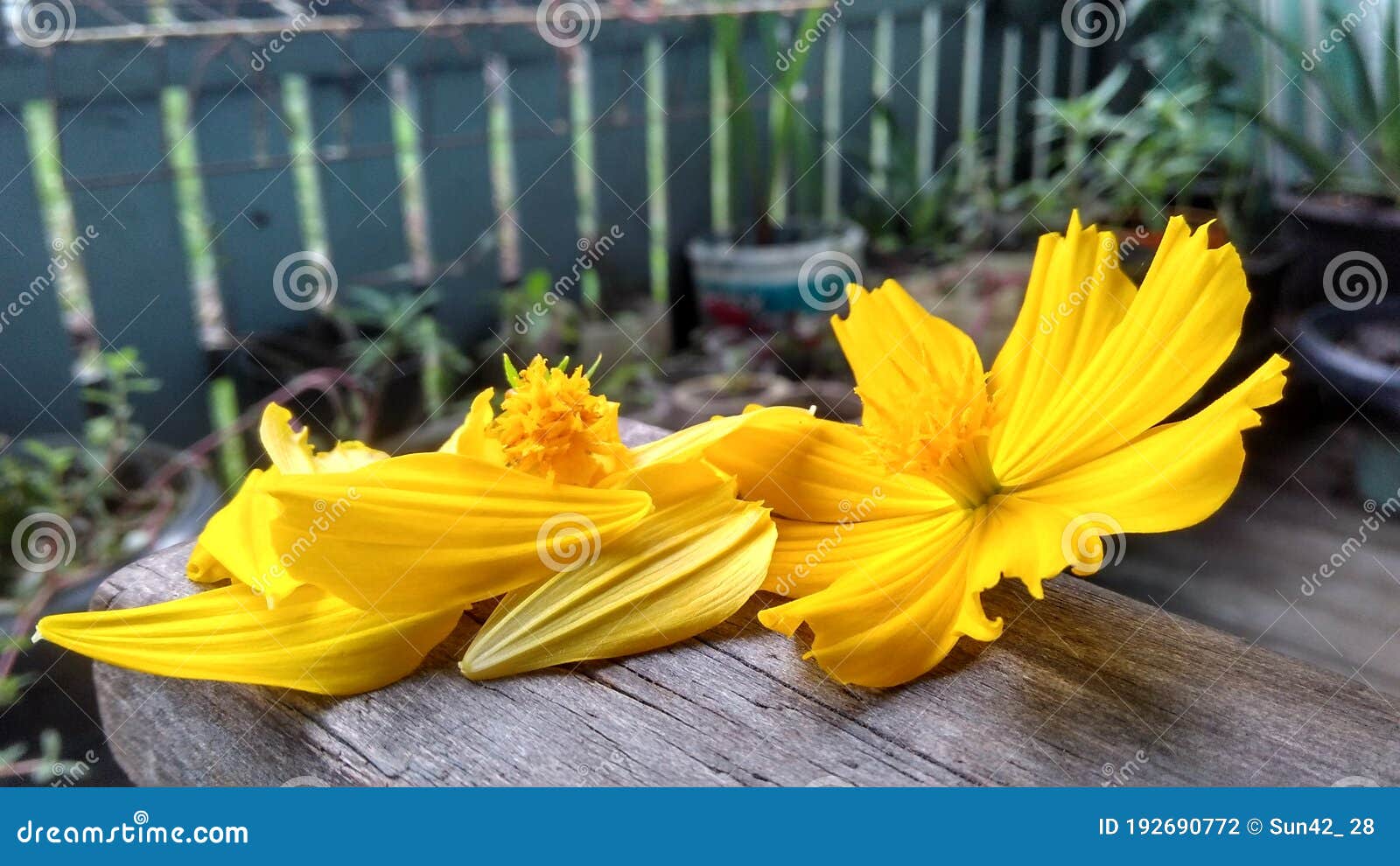 Falling Flower Petals stock photo. Image of yellow, sunflower - 192690772