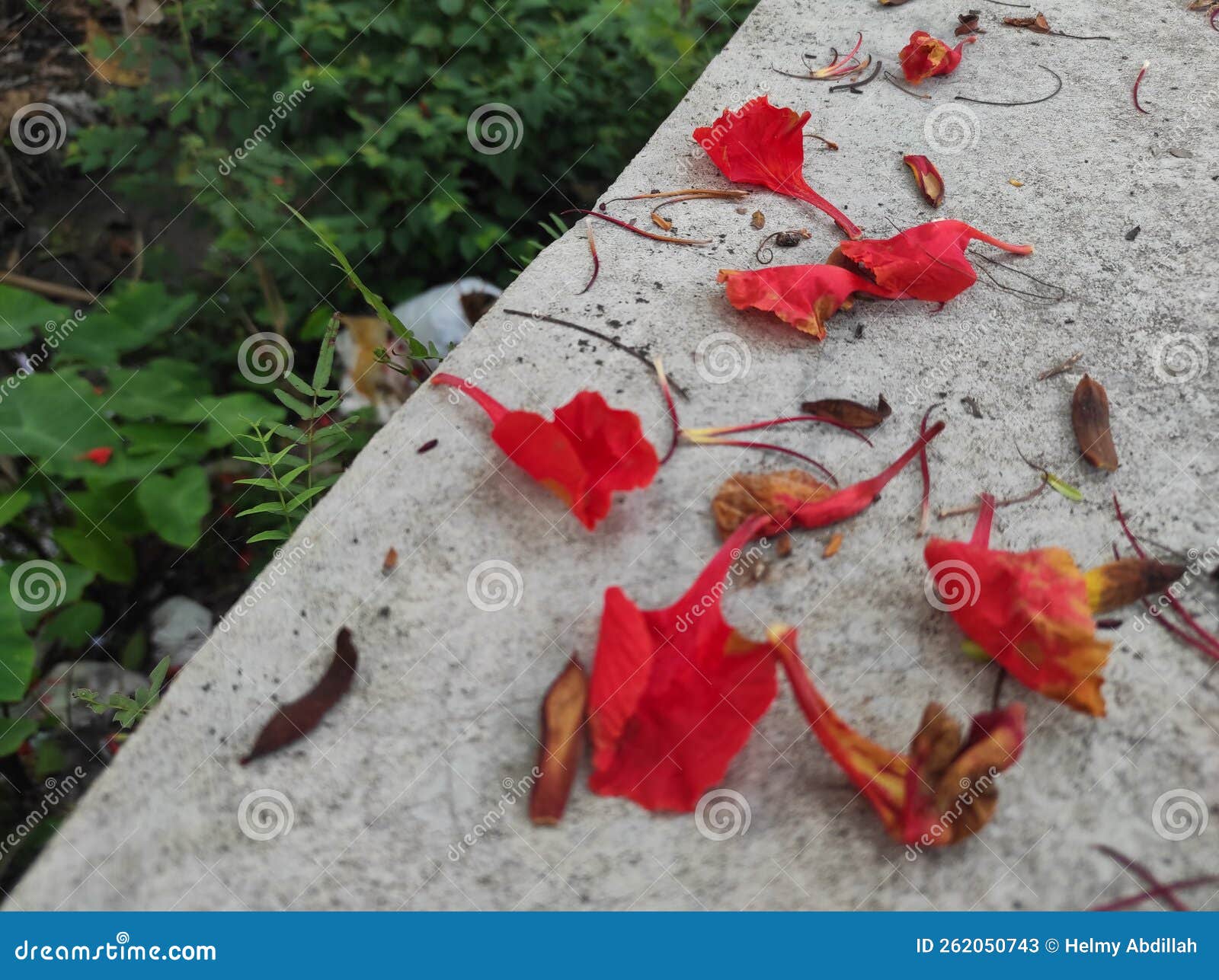 Falling flower petals stock image. Image of flower, spring - 262050743