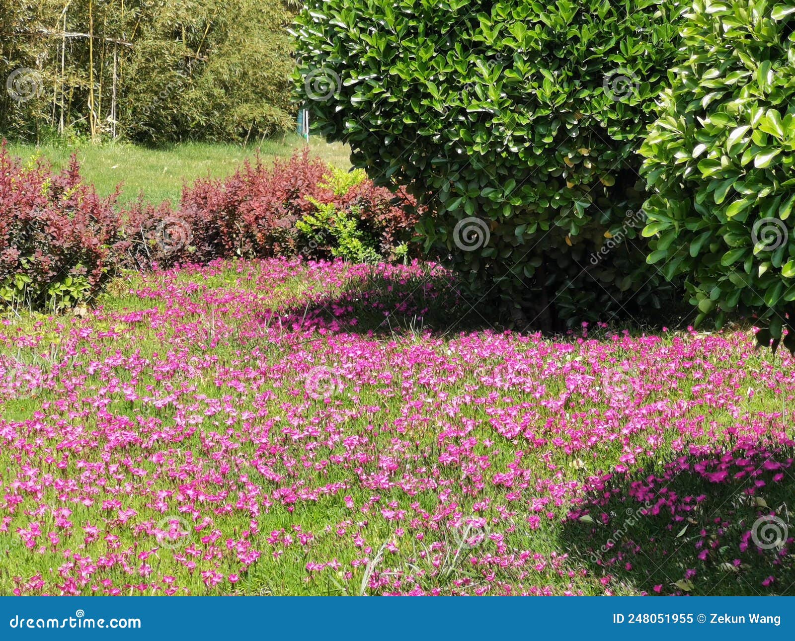 Falling flowers stock image. Image of vegetation, grass - 248051955