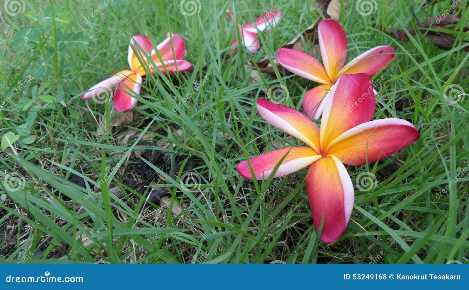 Falling Flowers on the Grass Field Stock Photo - Image of falling ...