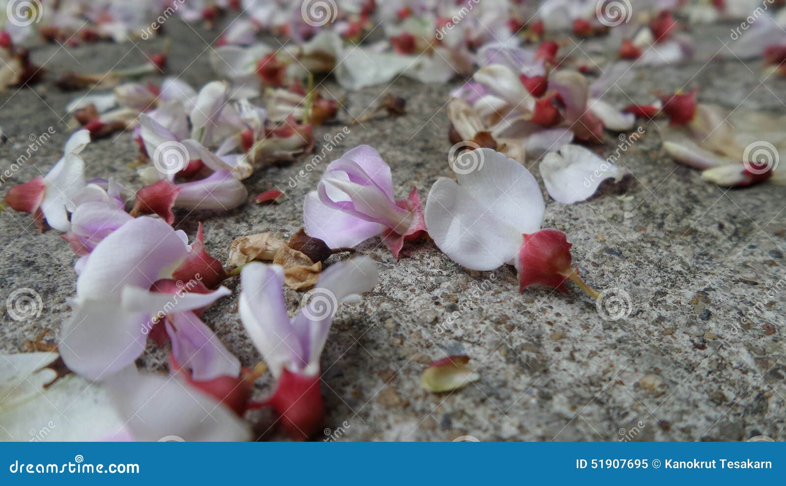 Falling Flowers on Ground after the Rain Stock Image - Image of ...