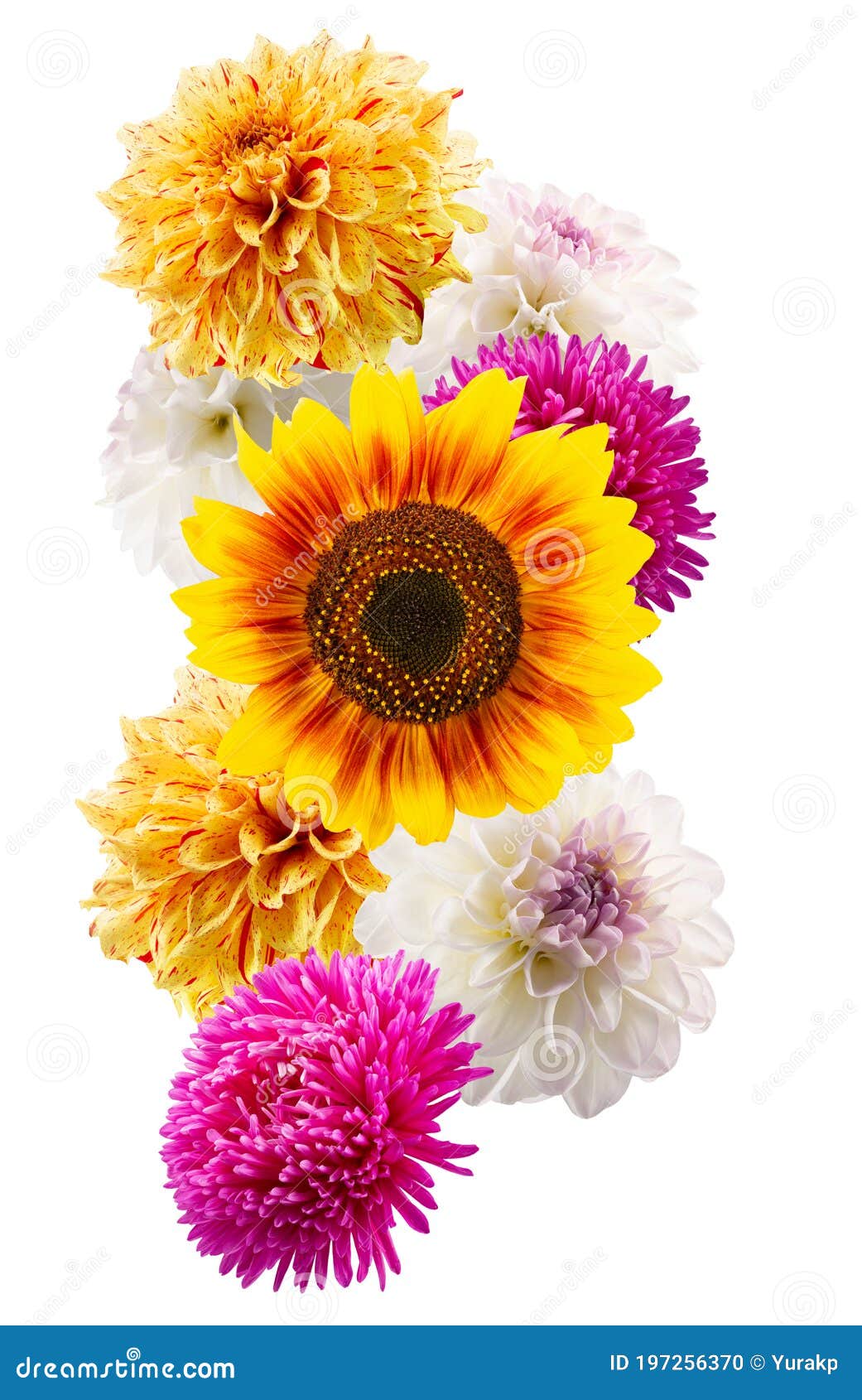 Falling Flowers Isolated on a White Background Stock Photo - Image of ...