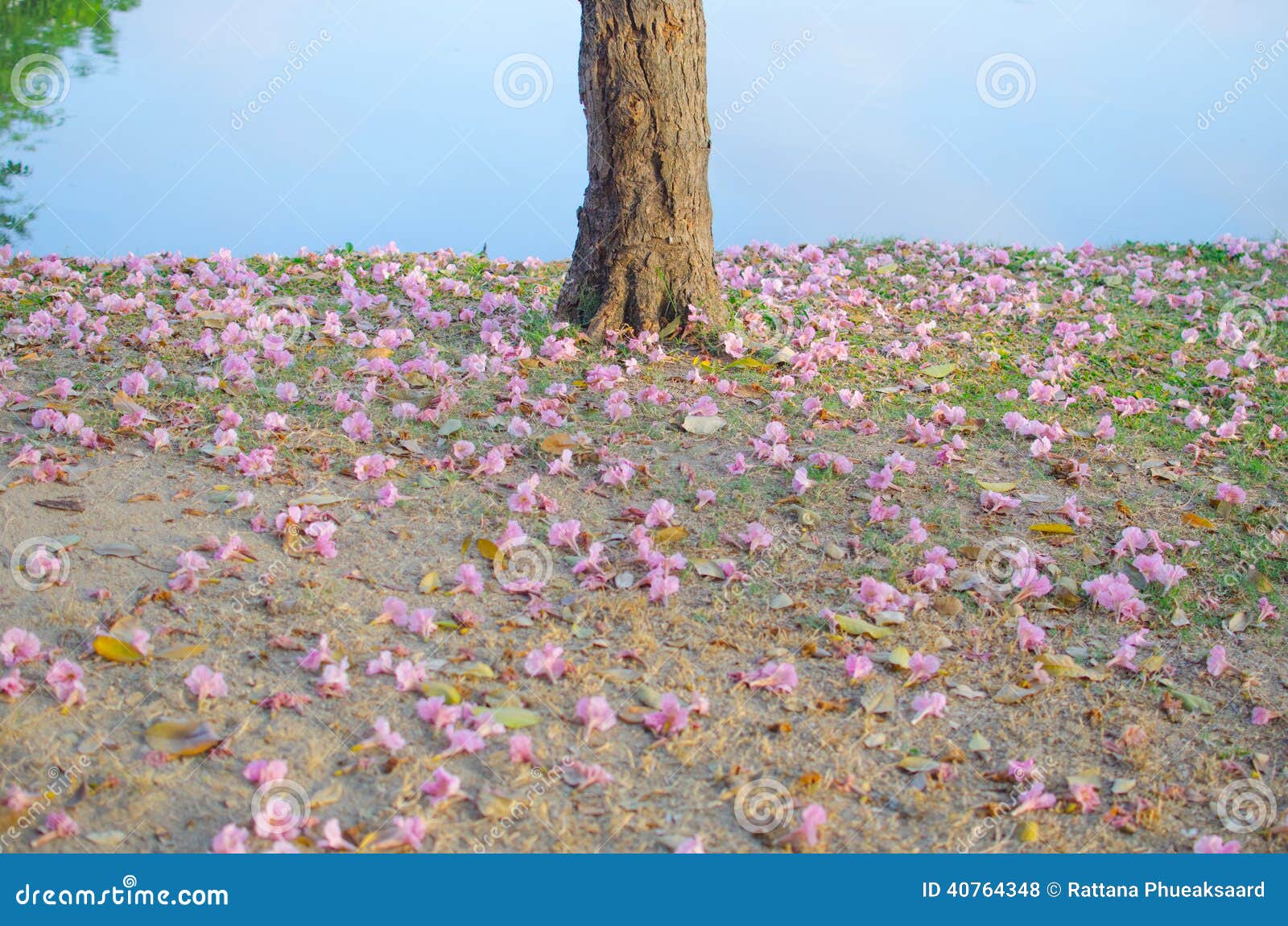 Falling flowers stock photo. Image of garden, field, clear - 40764348