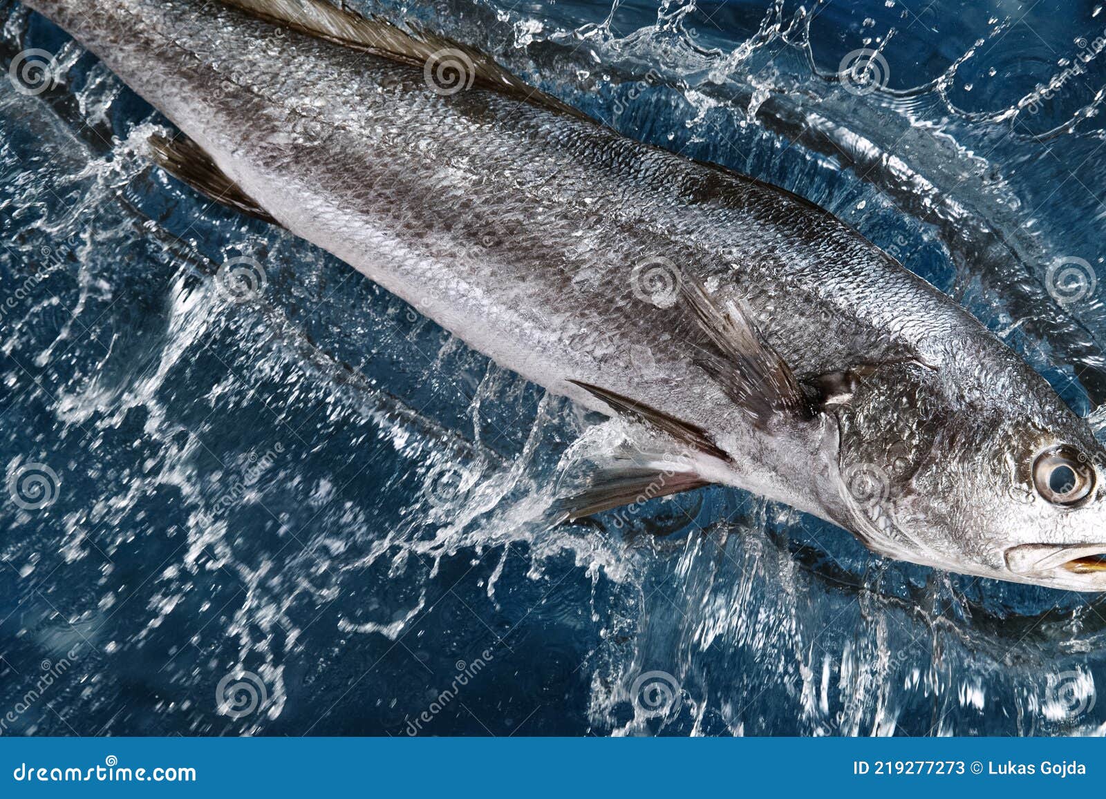 Falling Fresh Sea Fish into Water Stock Image - Image of angle ...