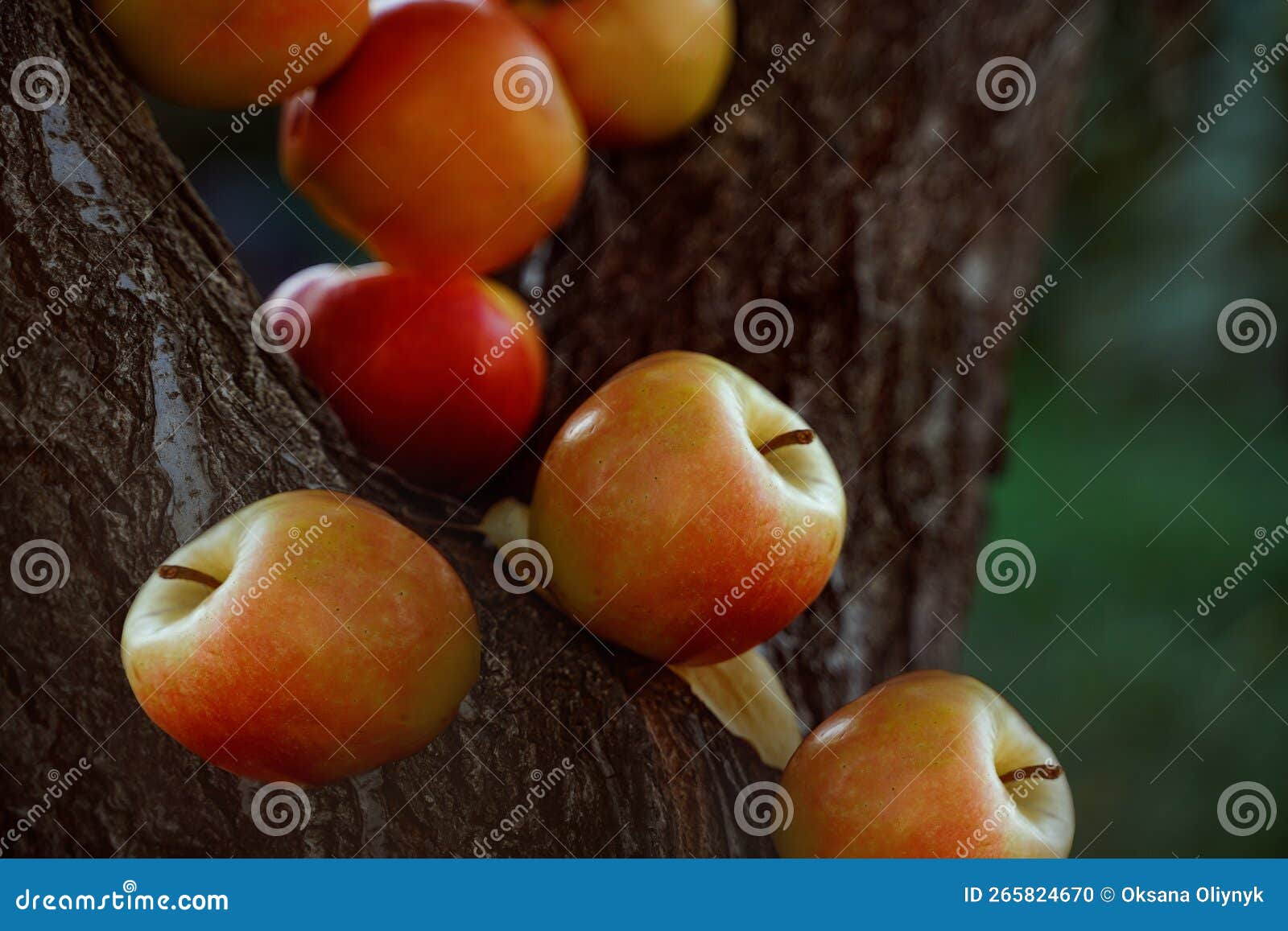 Falling Apples from the Tree in Orchard Stock Photo - Image of fresh ...