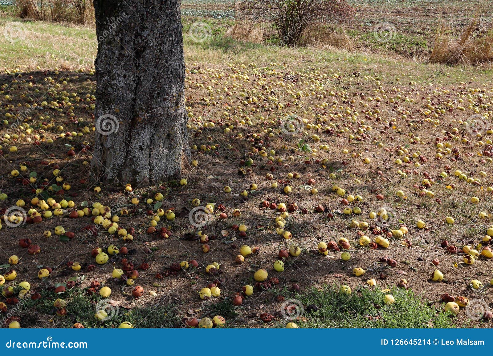 Falling Fruits of Wild Pears and Apples Stock Photo - Image of green ...