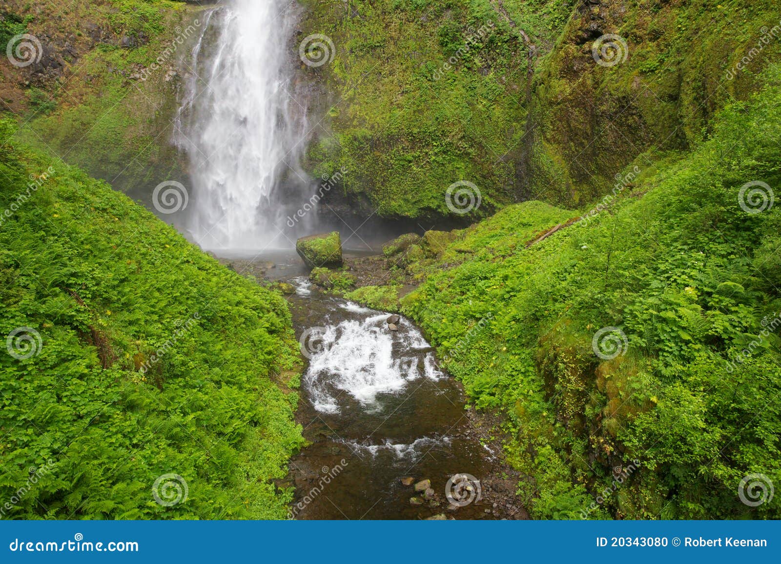Falling into Green stock photo. Image of nature, outdoor - 20343080