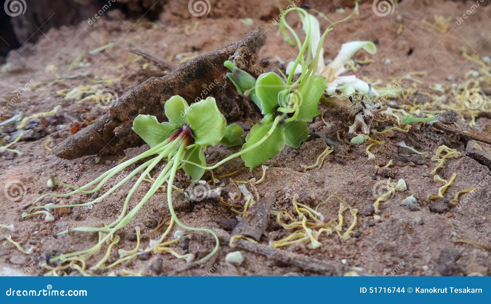 Falling green flower stock photo. Image of flowers, falling - 51716744