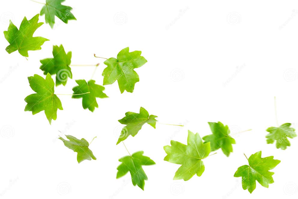 Falling Green Leaves stock photo. Image of white, green - 14713316