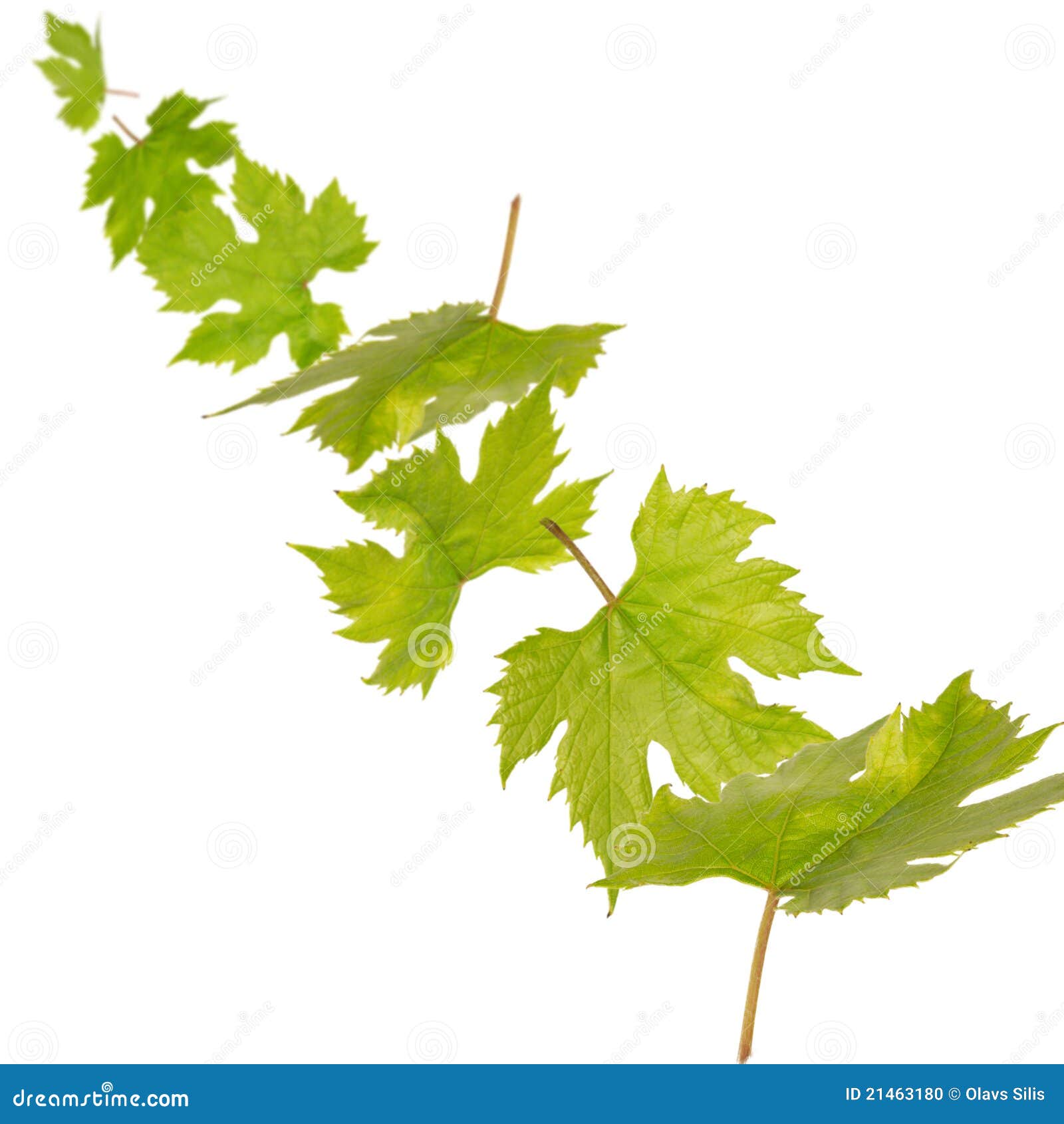 Falling green leaves stock photo. Image of foliage, colorful - 21463180
