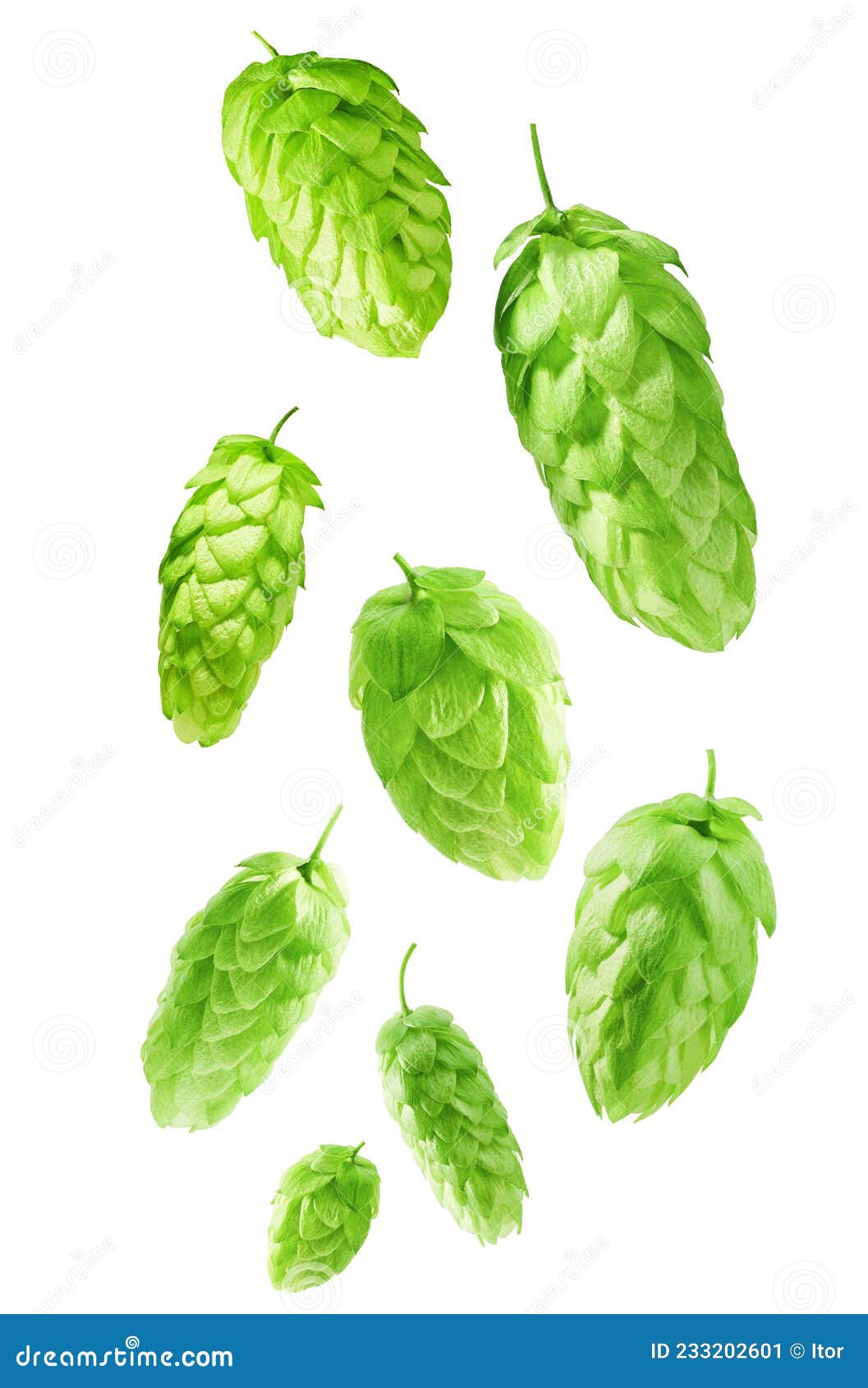Falling Hop Cones Isolated on White Background Stock Image - Image of ...