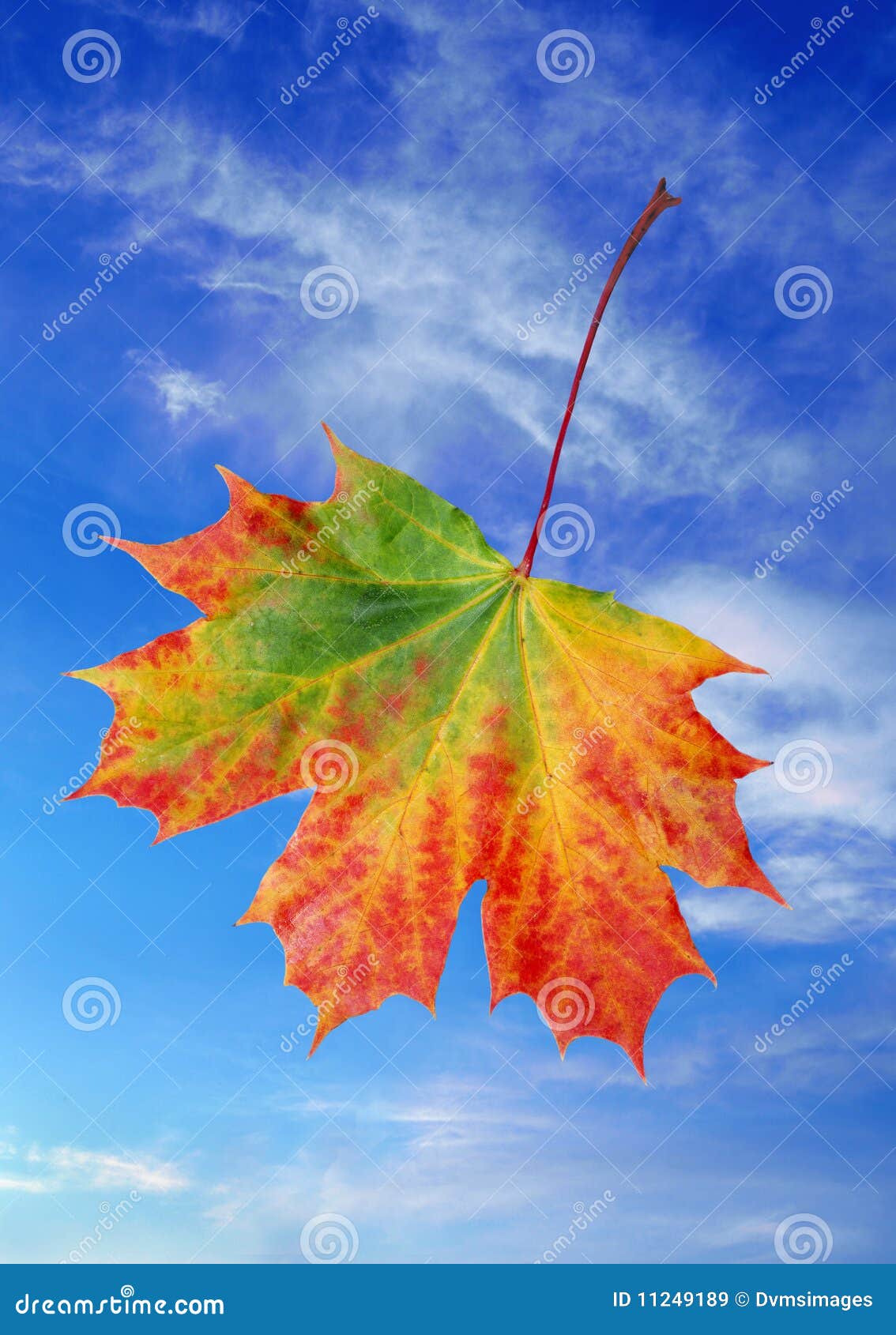 Autumn Maple Leaf stock image. Image of changing, vivid - 11249189