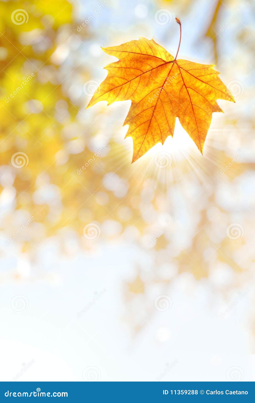 Falling Leaf stock photo. Image of outdoors, color, forest - 11359288