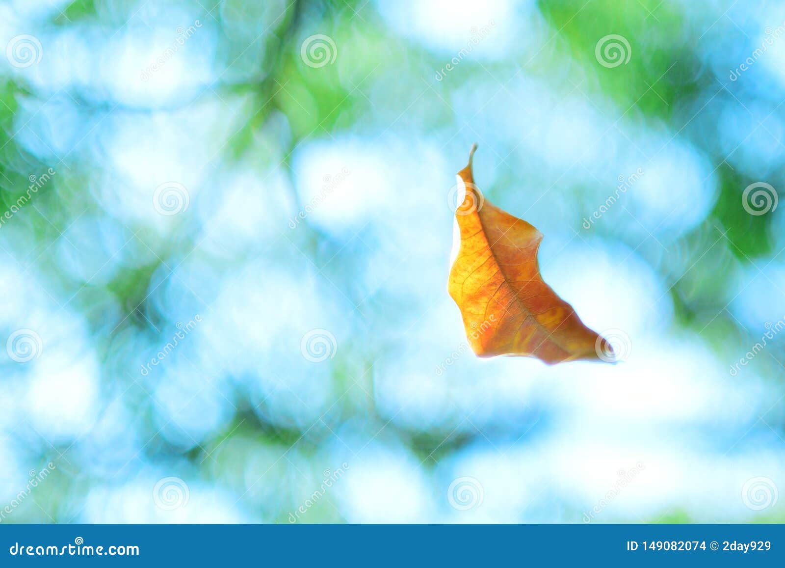 Old Man And Falling Leaf Stock Photo | CartoonDealer.com #202250508