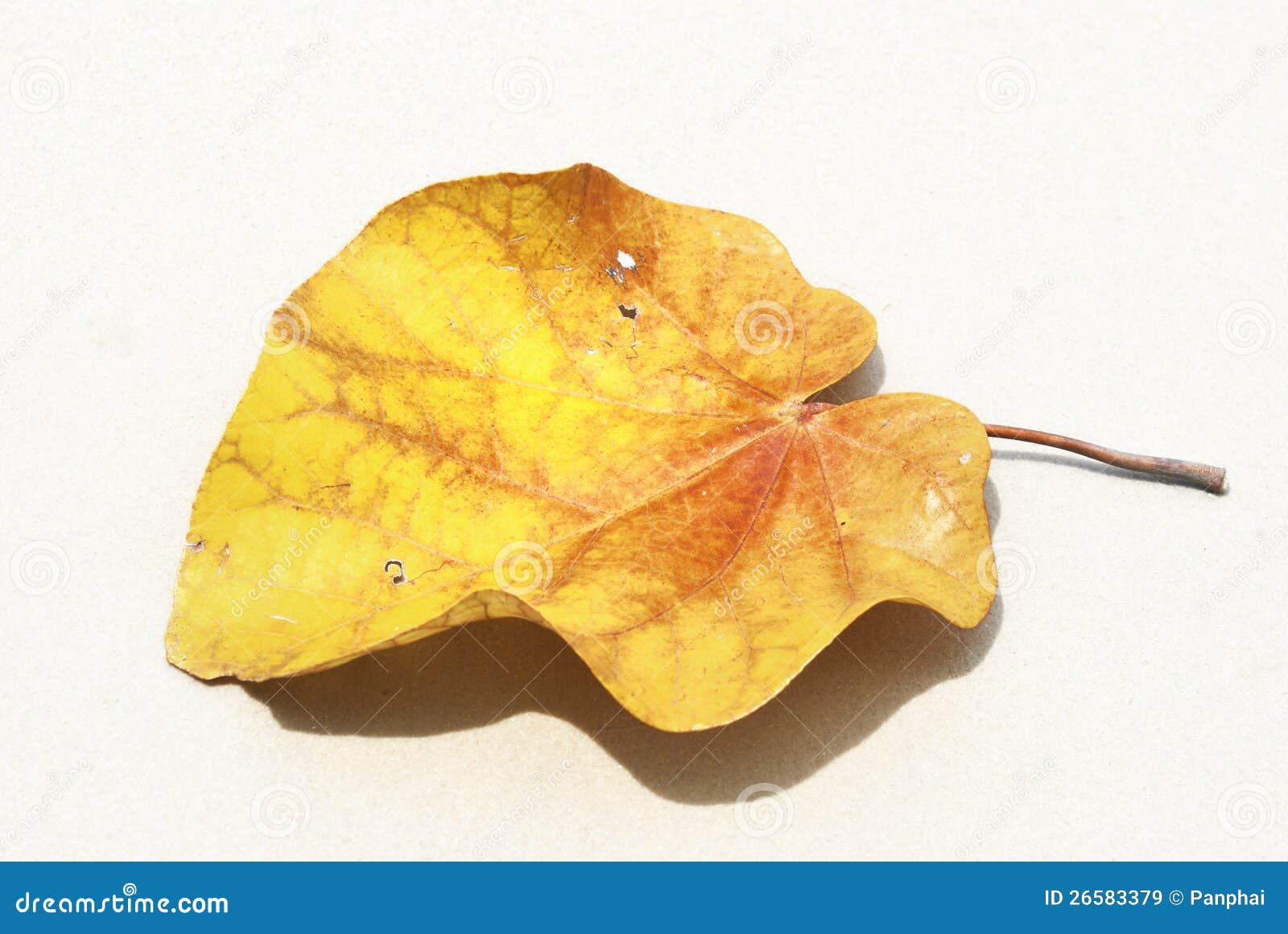 Falling leaf stock image. Image of background, color - 26583379