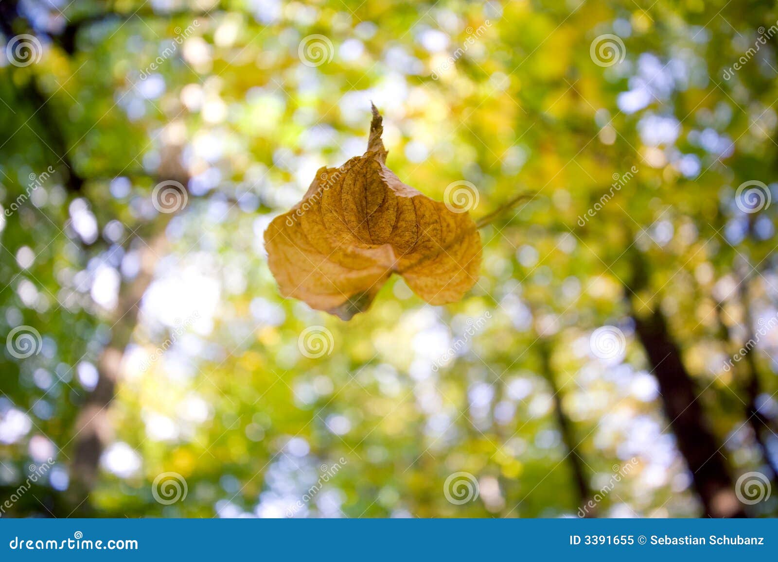 Falling Oak Leaf Stock Photo | CartoonDealer.com #34889886
