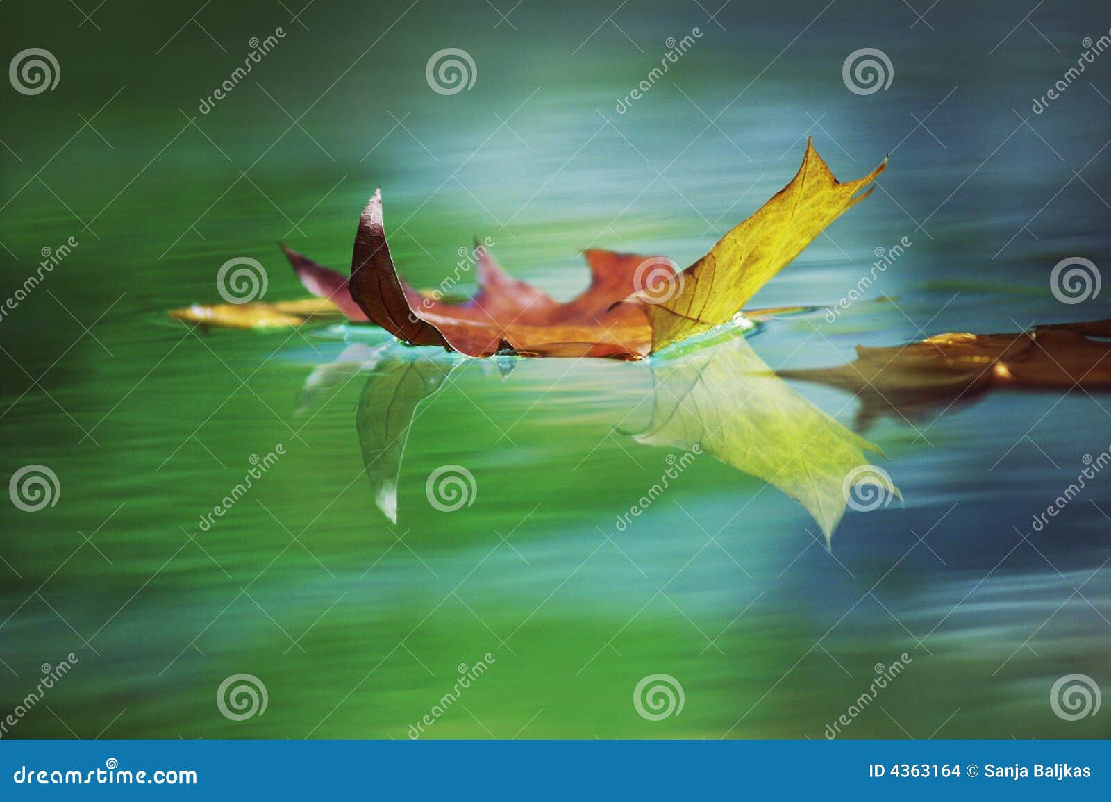 A falling leaf stock photo. Image of autmn, detail, element - 4363164