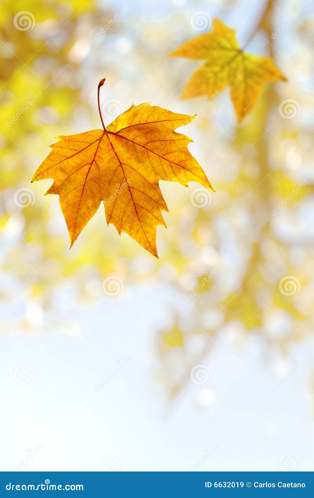 Falling Leaf stock image. Image of leaf, branch, fall - 6632019