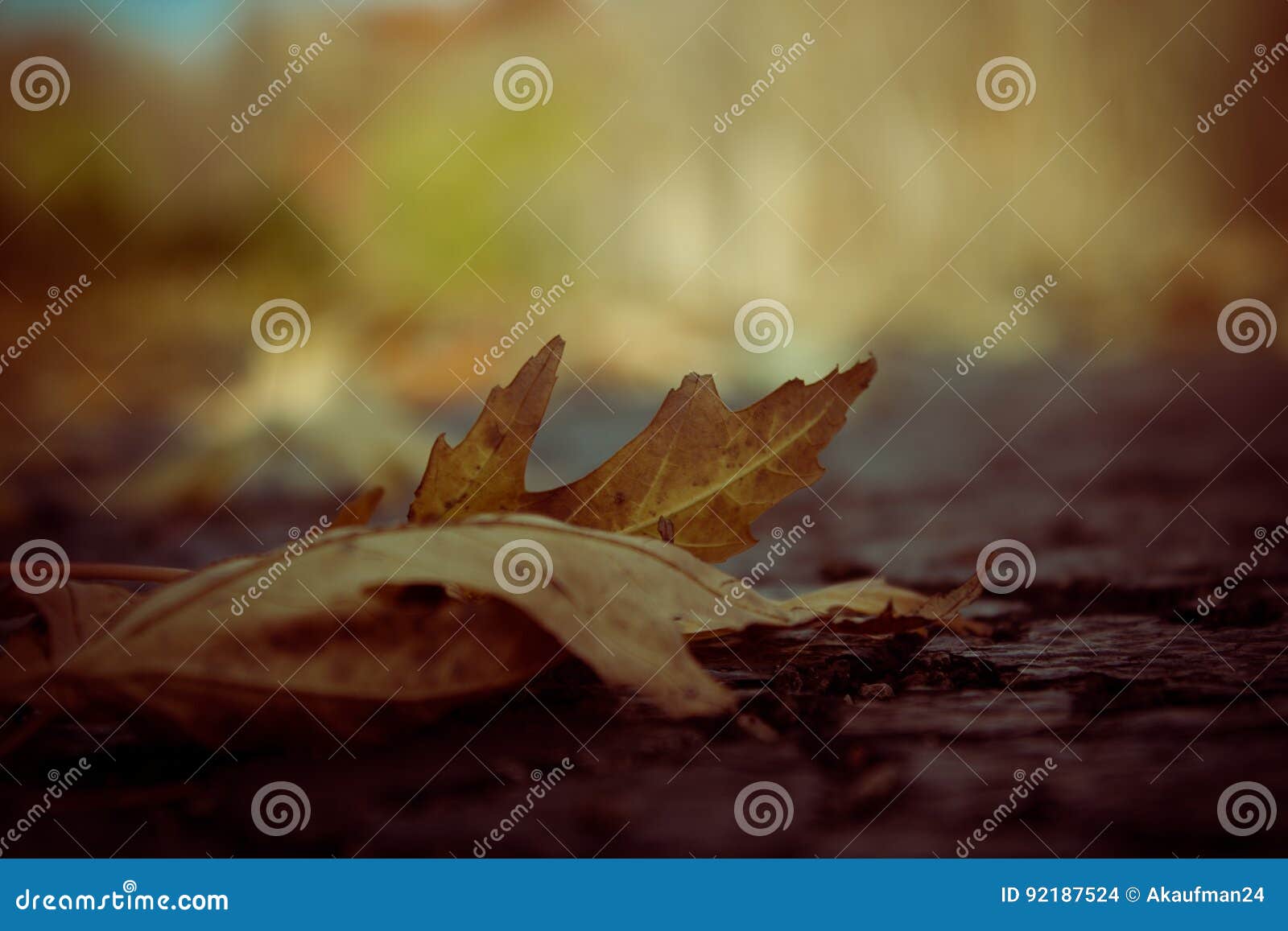 Falling leaf stock photo. Image of winter, death, leaf - 92187524