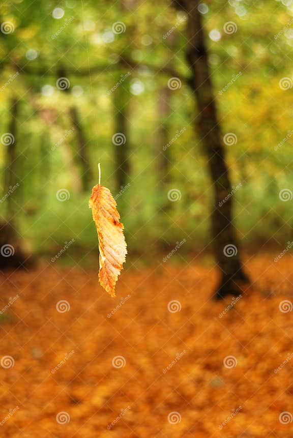 Falling leaf in forest stock photo. Image of scenic, autumn - 3950694