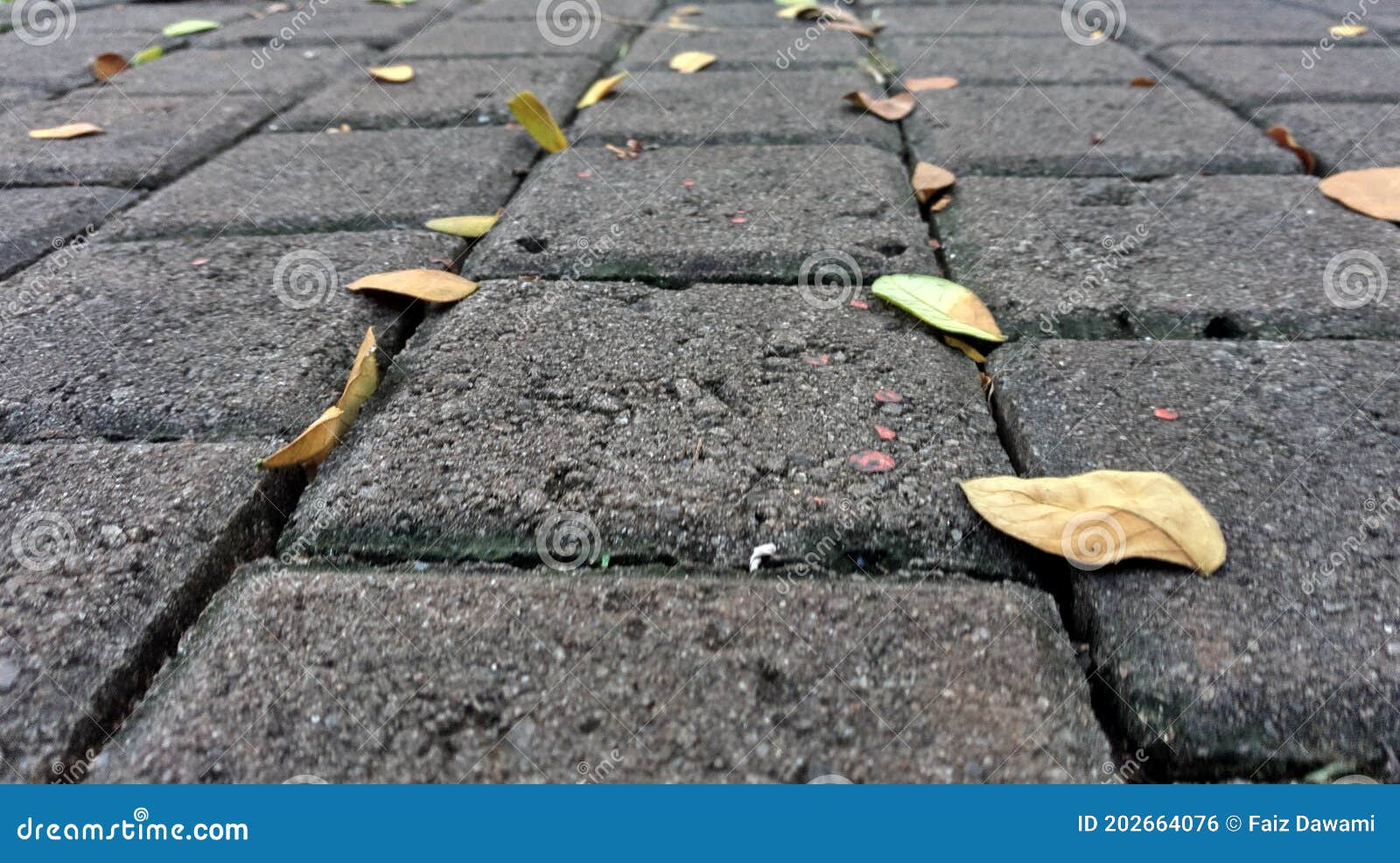 Falling leaf on the ground stock photo. Image of rock - 202664076