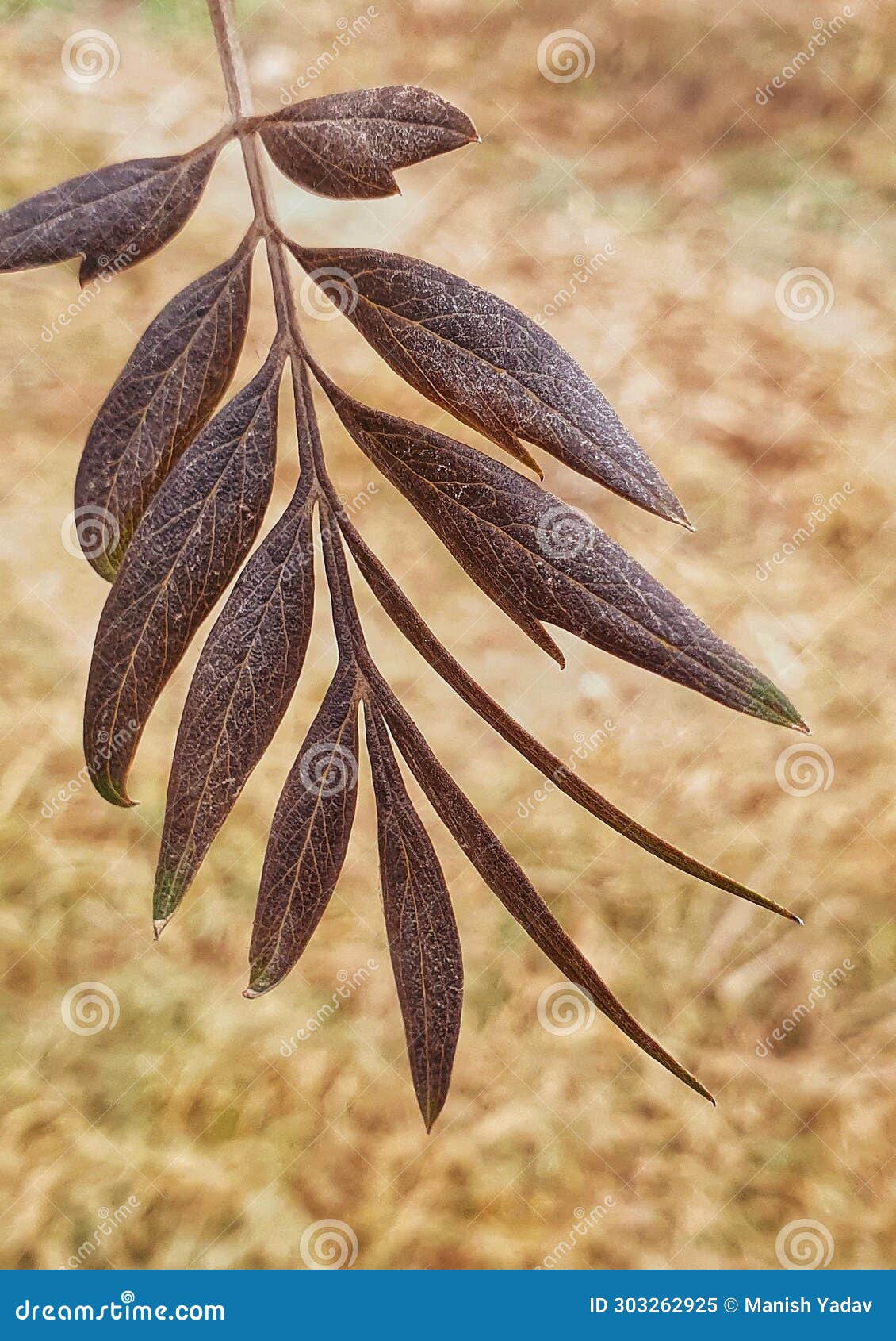 Falling Leaf Outdoor Photography Stock Image - Image of falling ...