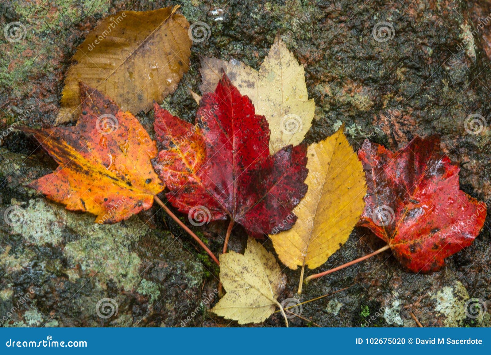 Fall leaf still life stock photo. Image of leafs, autumn - 102675020