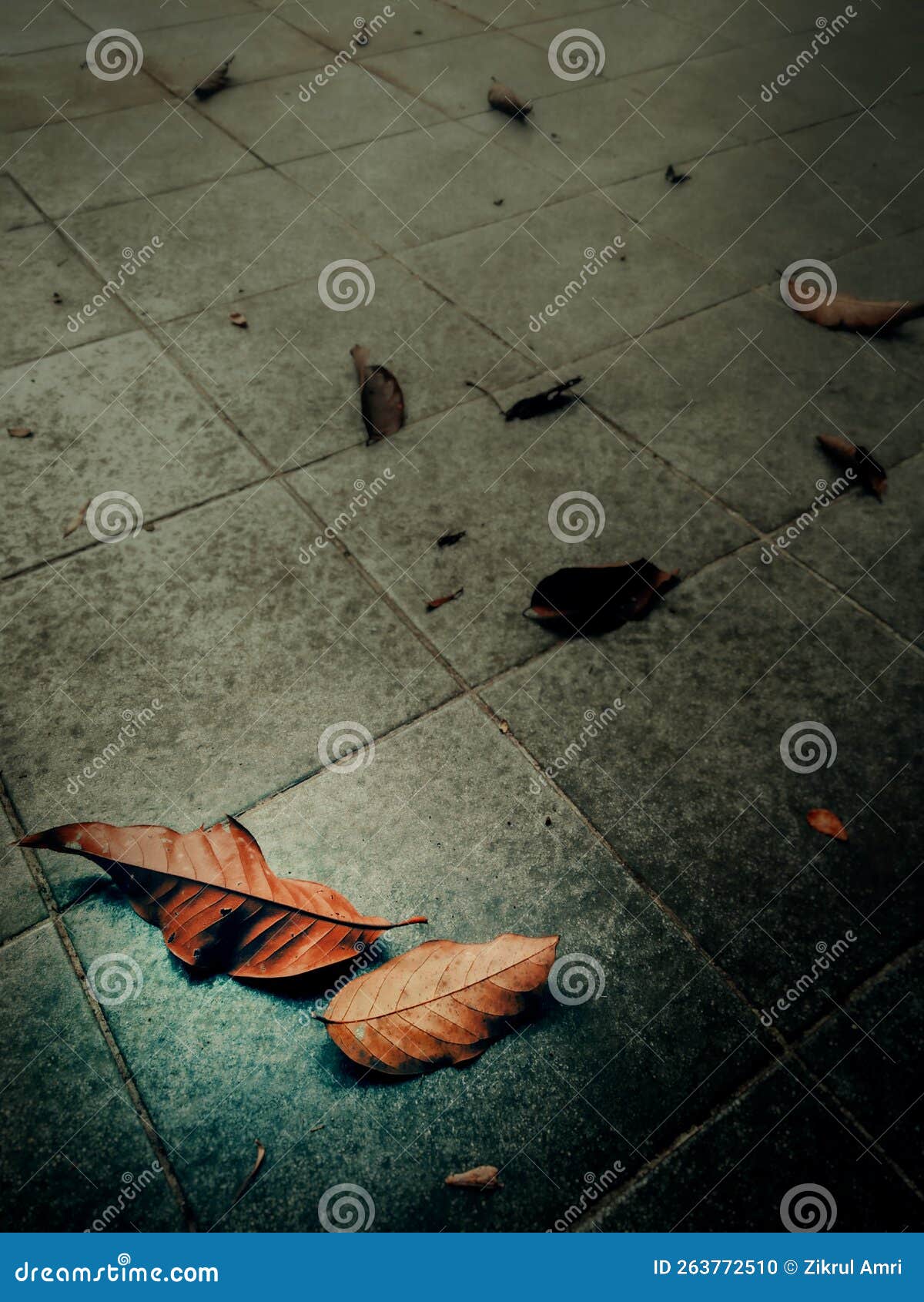 A Falling Leave stock photo. Image of effect, leaves - 263772510
